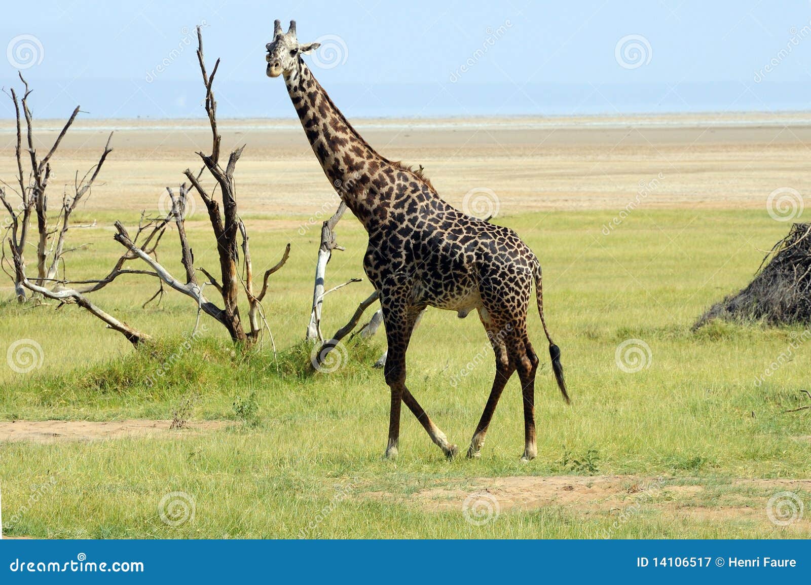 Male Giraffe Whole Body Dicut Isolated On White Background Stock Photo ...