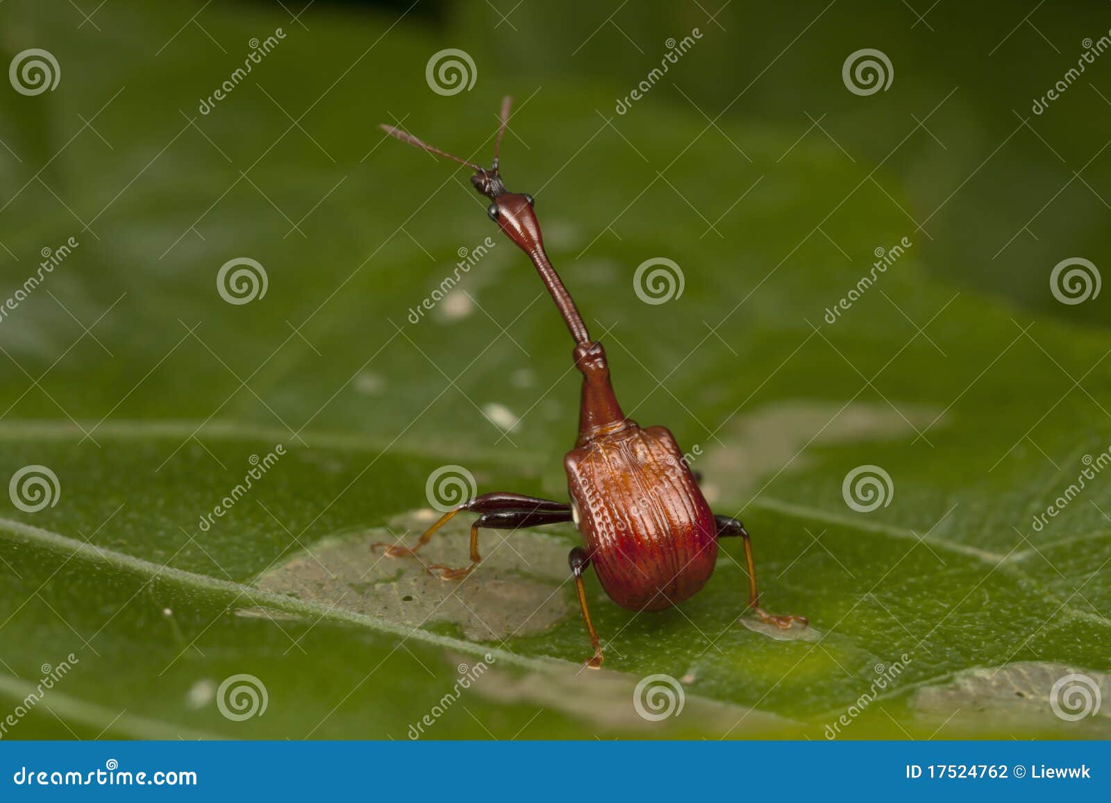 Male Giraffe Weevil stock photo. Image of dichaetanthera - 17524762