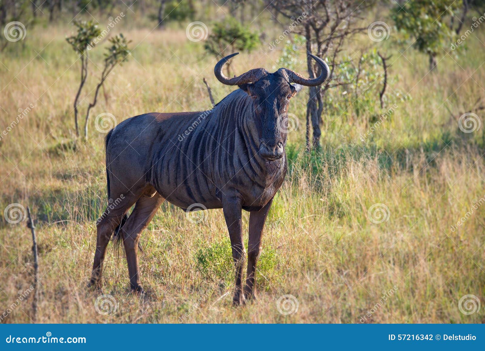 Male gnu, South Africa stock photo. Image of wildebeeste - 57216342