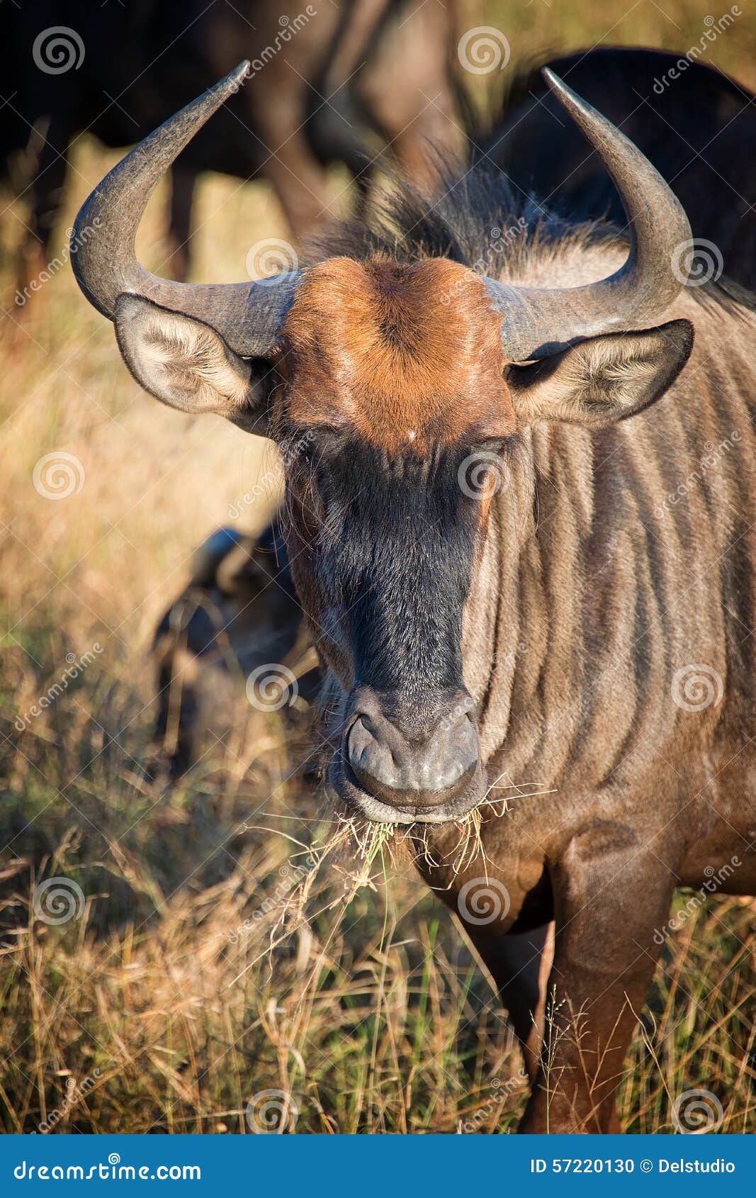 Male gnu, South Africa stock photo. Image of south, close - 57220130