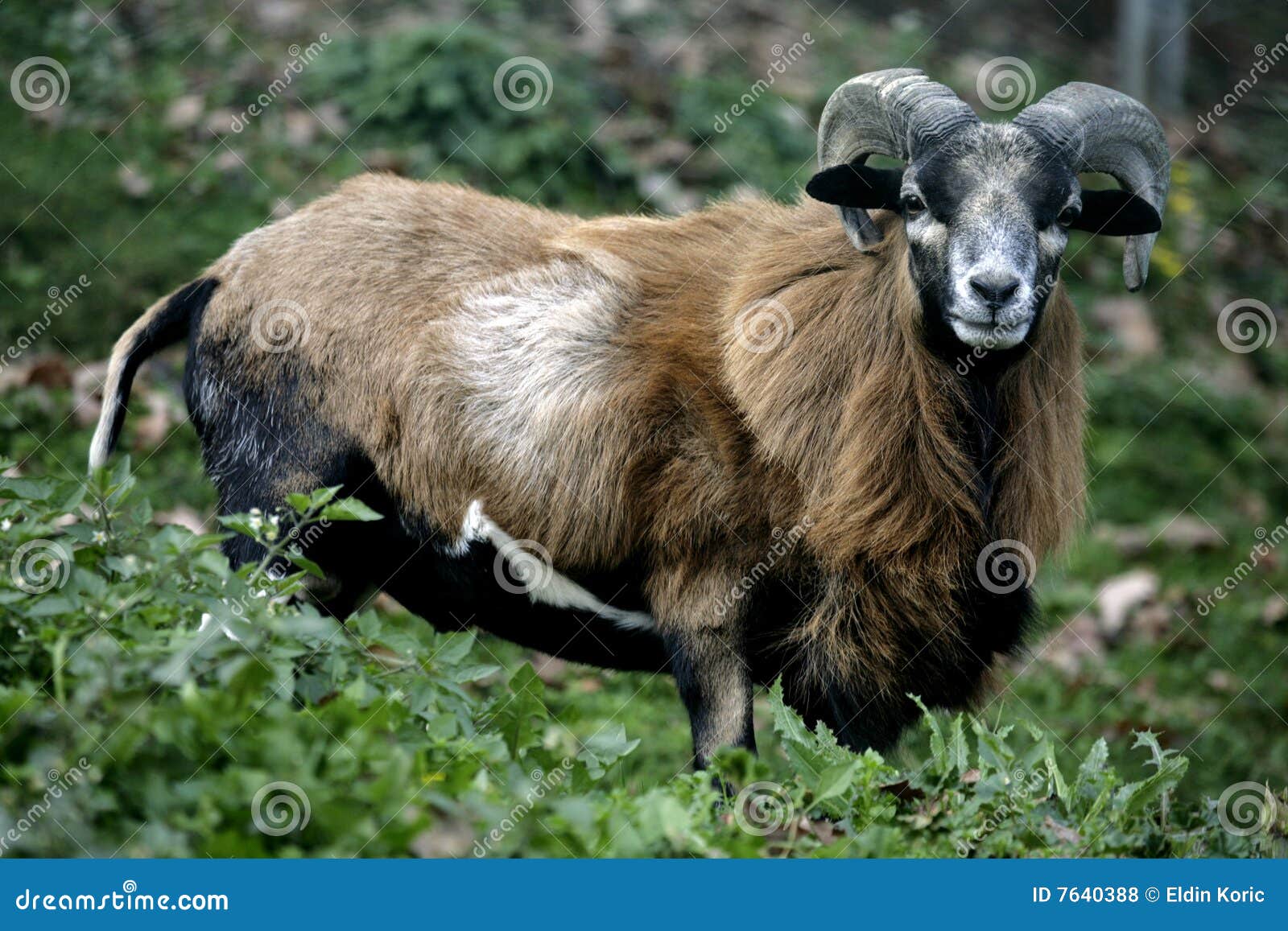 Male Goat Royalty Free Stock Photos - Image: 7640388