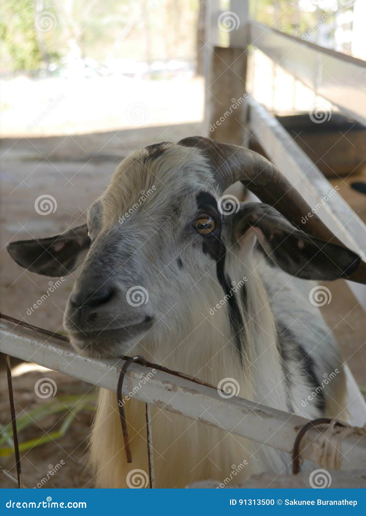 Male goat stock photo. Image of longt, young, animal - 91313500