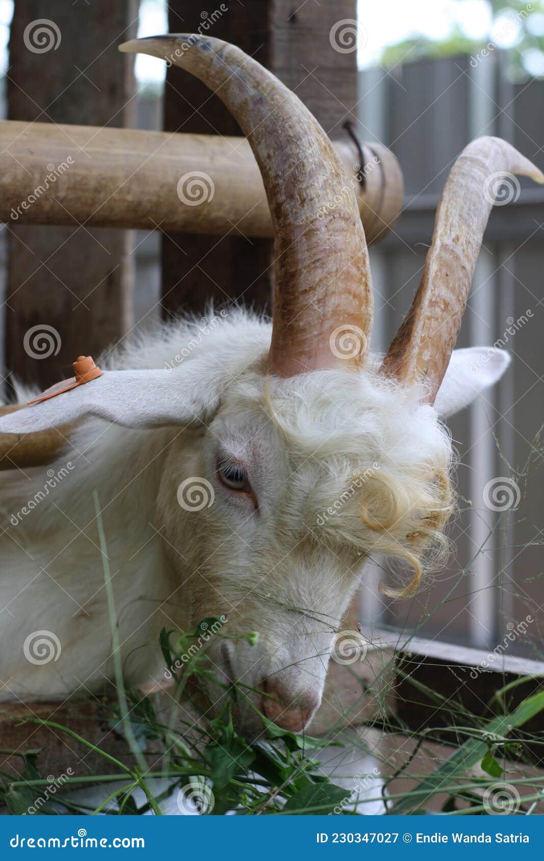 A male goat is being fed stock image. Image of goatmilk - 230347027