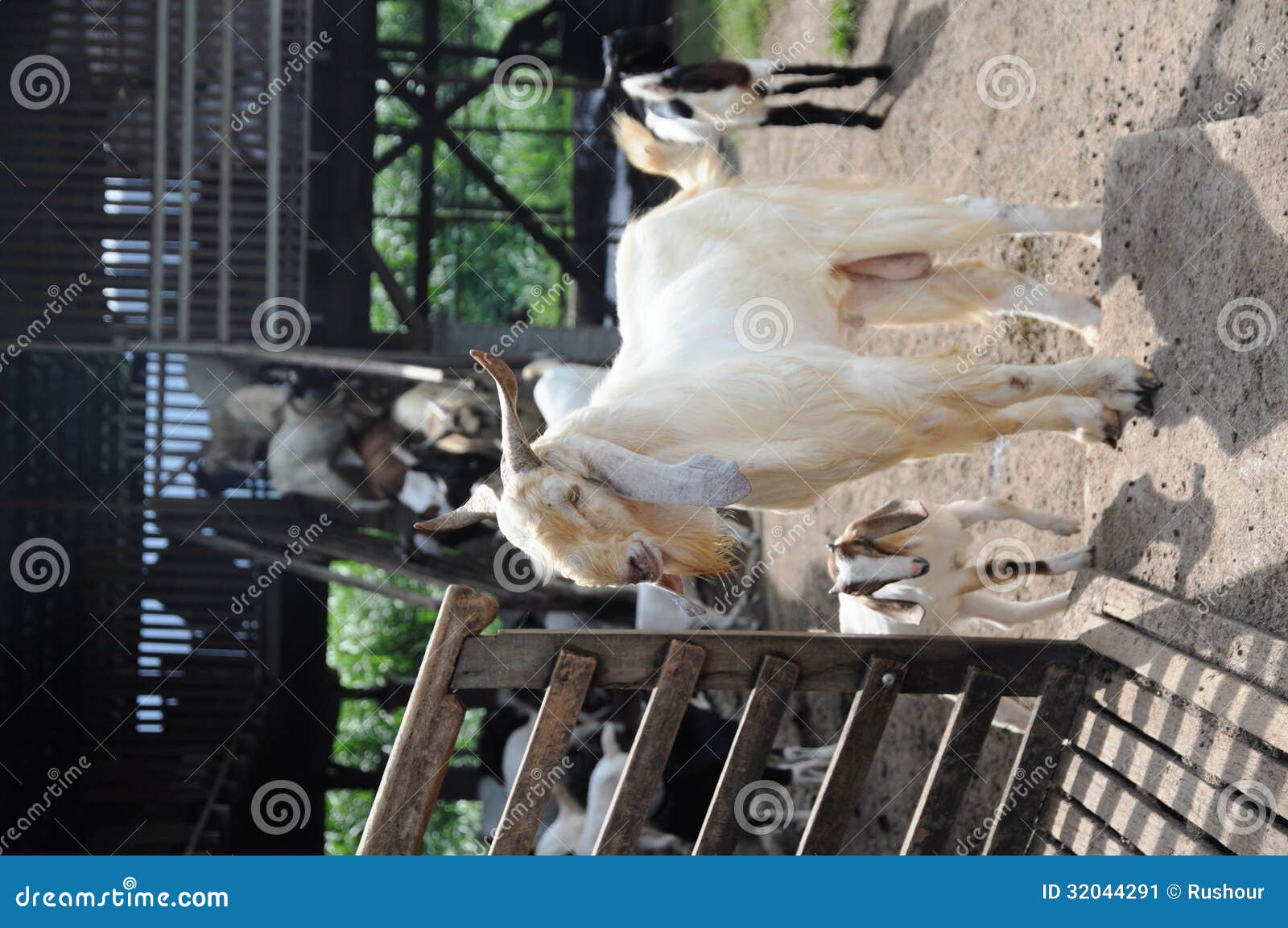 Male Goat stock image. Image of jamnapari, mammal, horn - 32044291