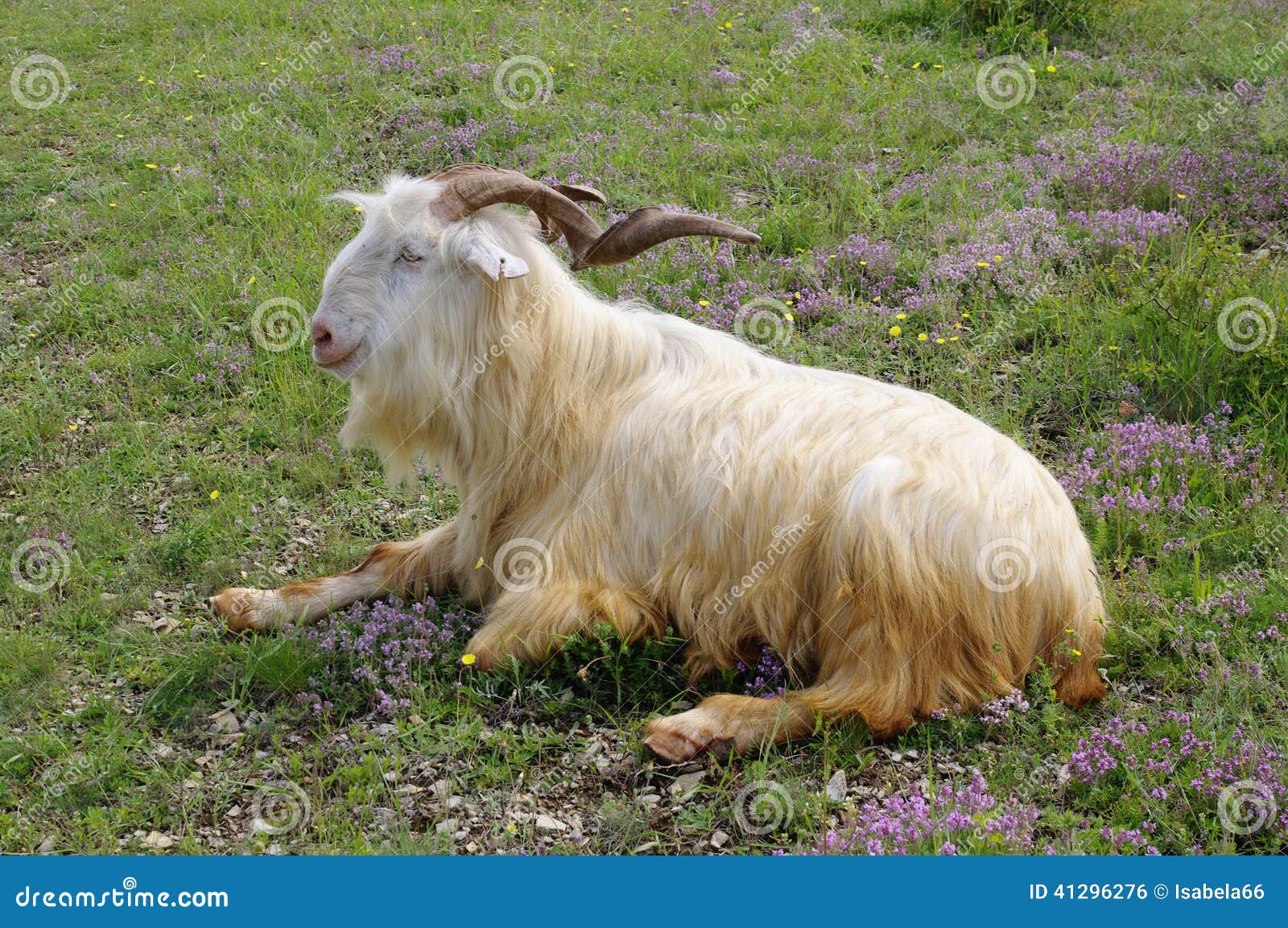 Male Goat with Curved Horns Lying Down Stock Photo - Image of mountain ...