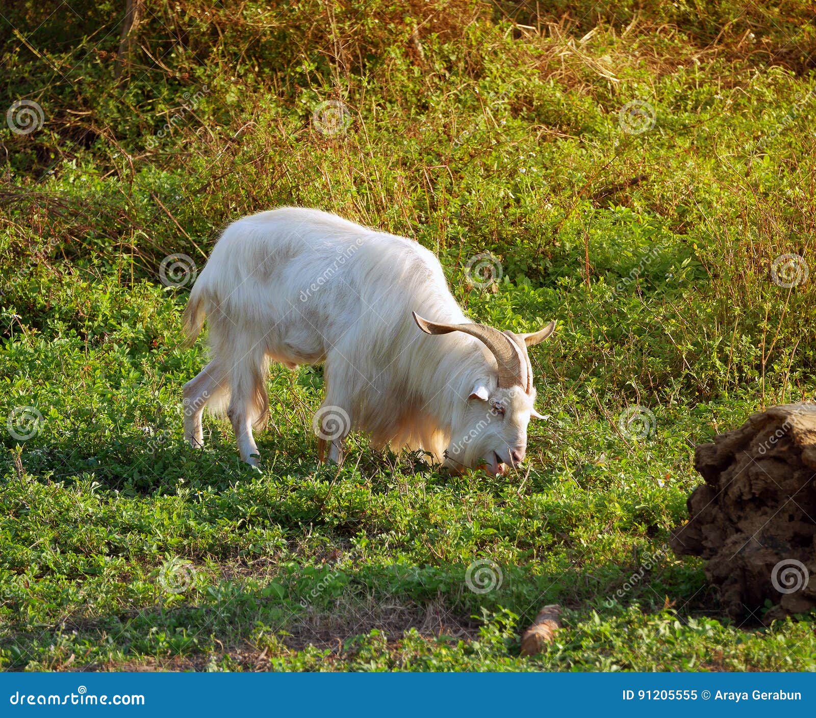 Male goat eating grass stock image. Image of farm, light - 91205555