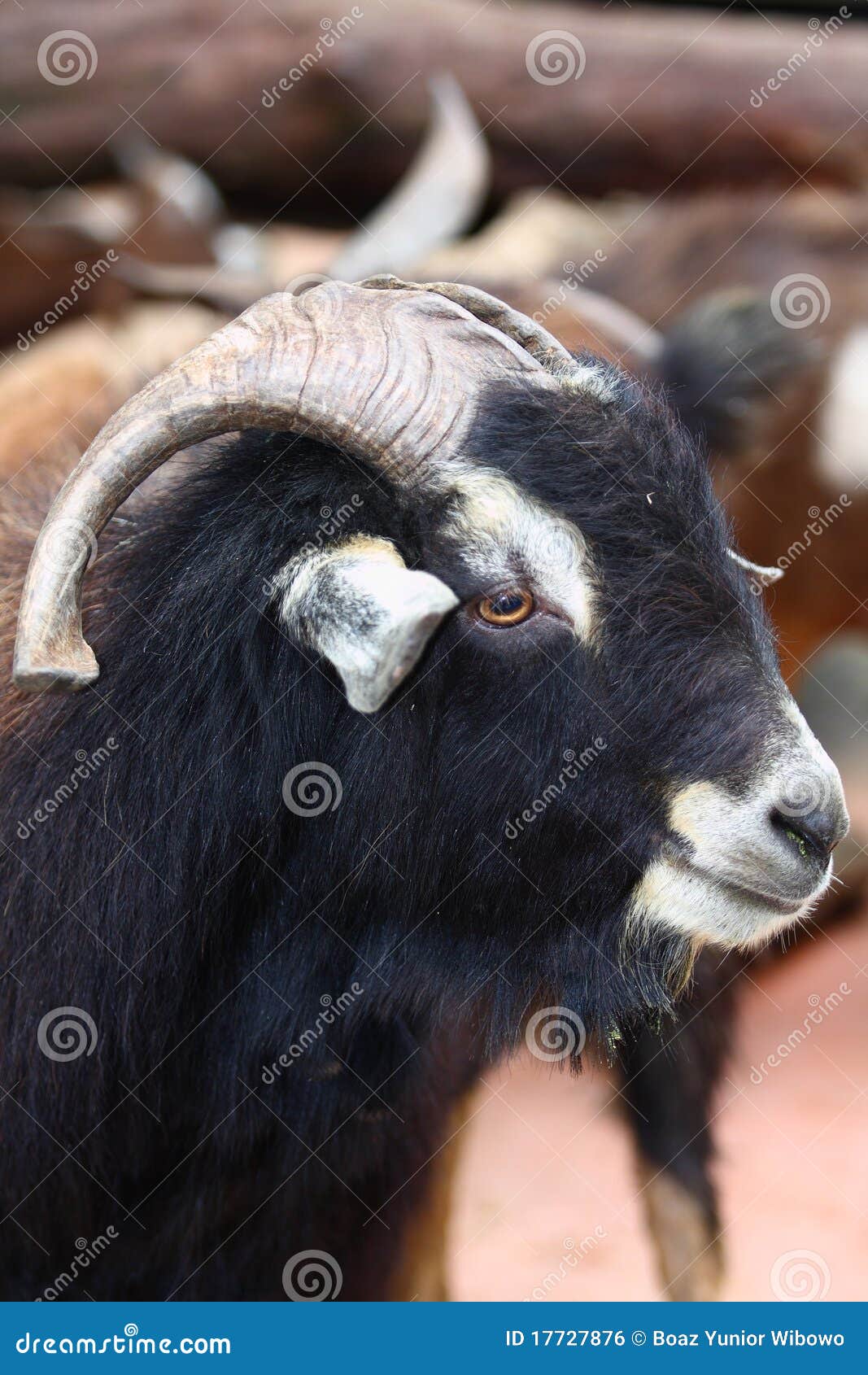 Male goat on farm stock photo. Image of asia, hornd, horn - 17727876