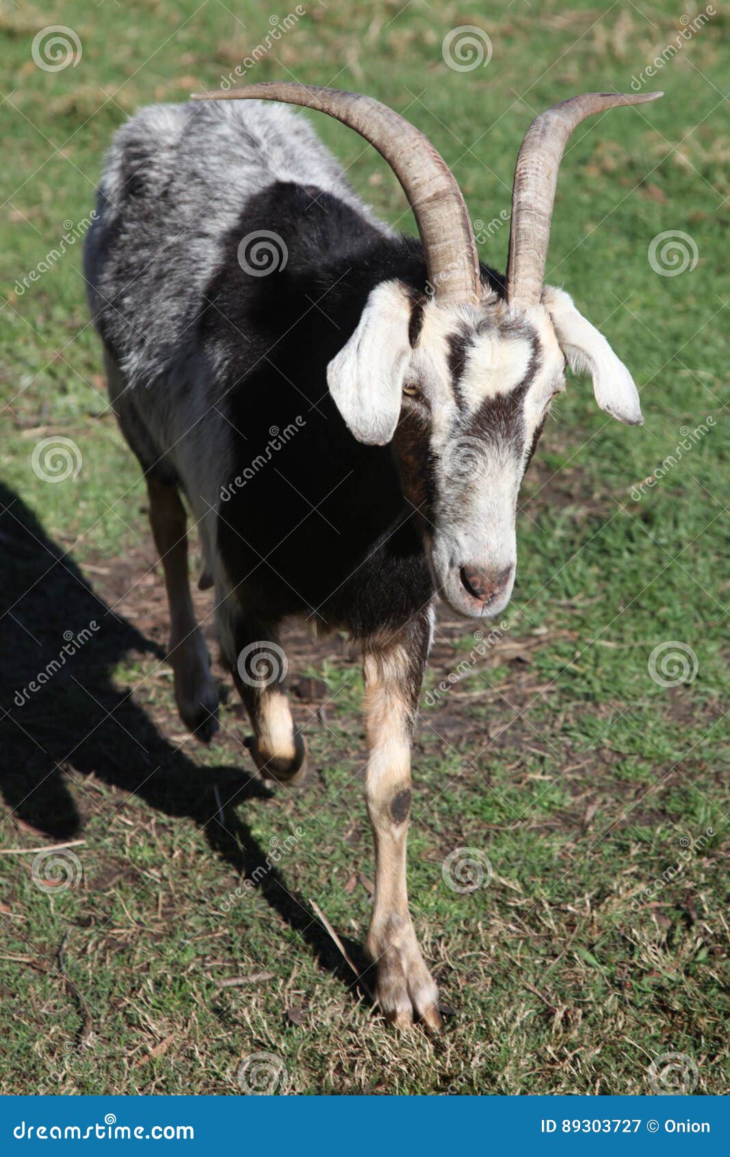 Male goat stock image. Image of animal, beard, breeding - 89303727