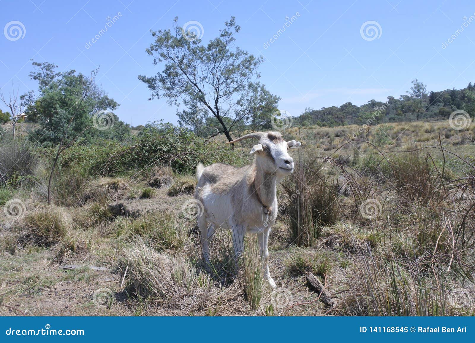 Male Goat Royalty-Free Stock Photo | CartoonDealer.com #70086477