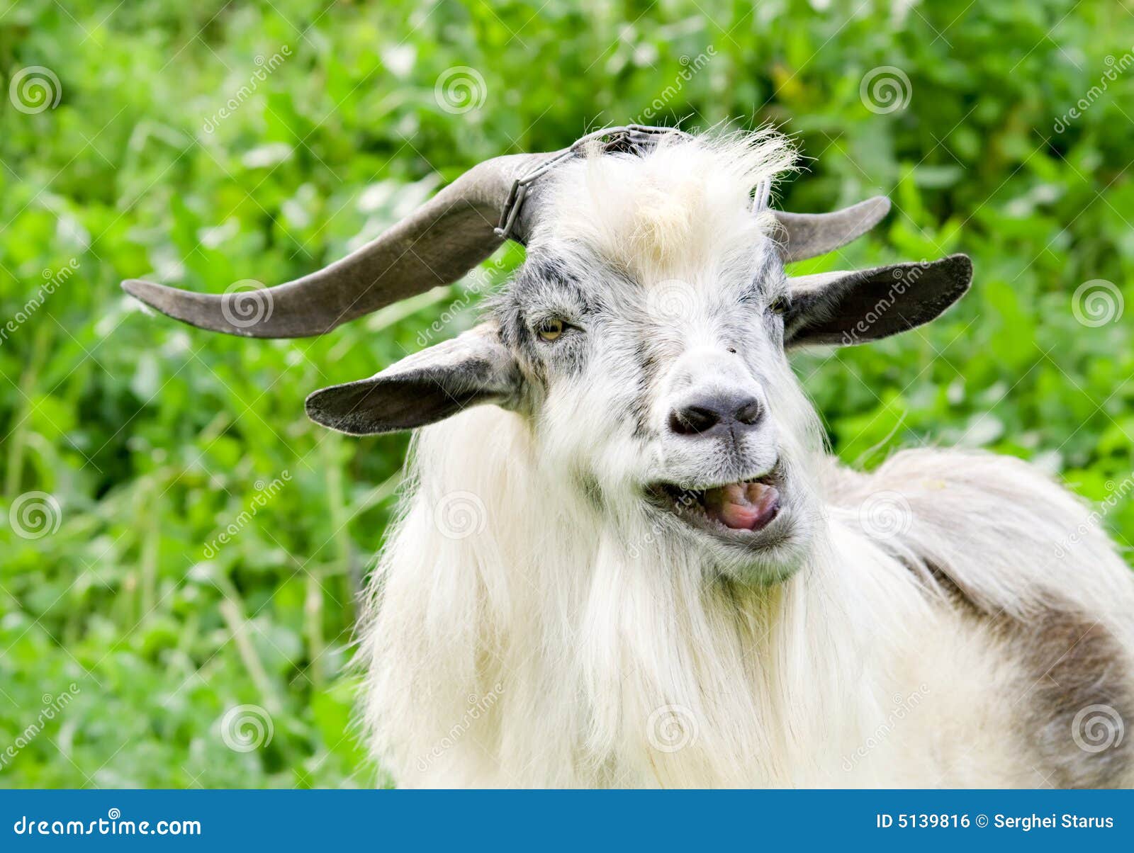 Male goat grazing stock photo. Image of male, head, environment - 5139816