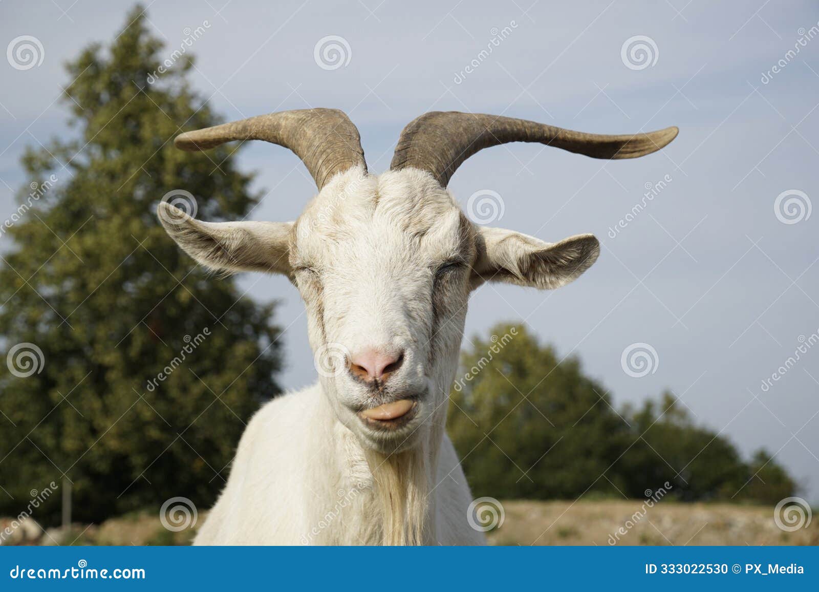 Goat with Horns - Close-up on Head Stock Photo - Image of animal, head ...