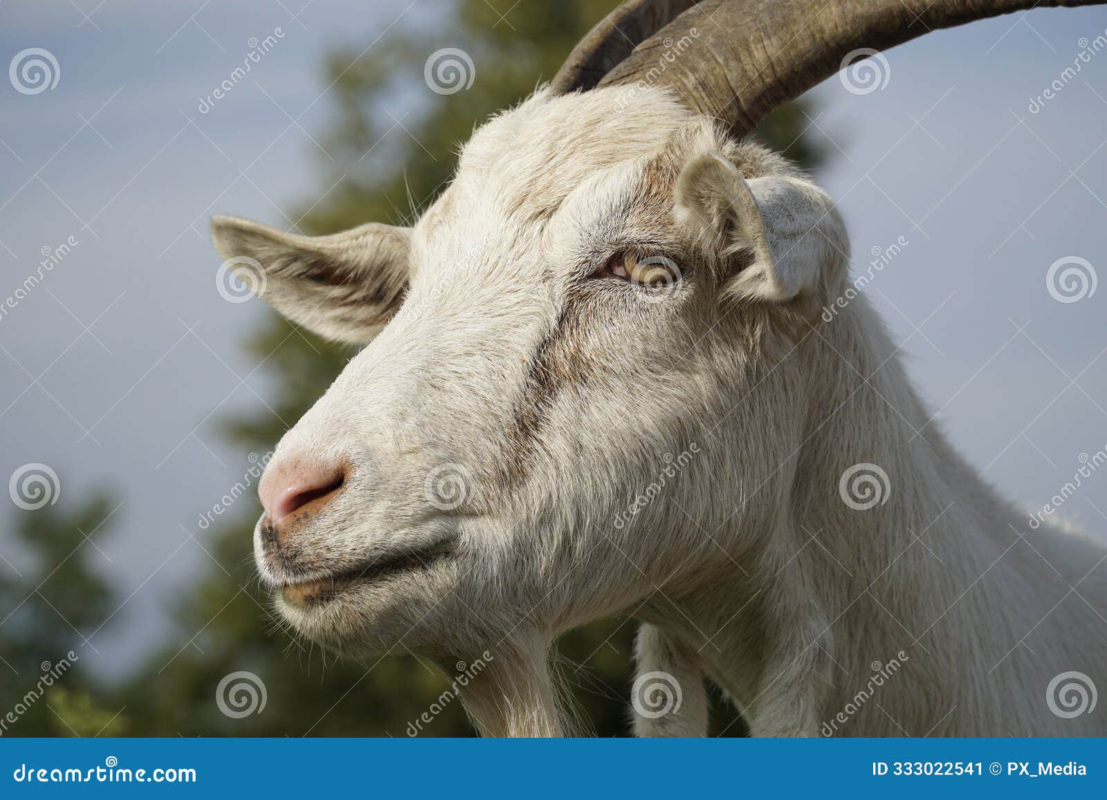 Goat with Horns - Close-up on Head Stock Image - Image of white ...