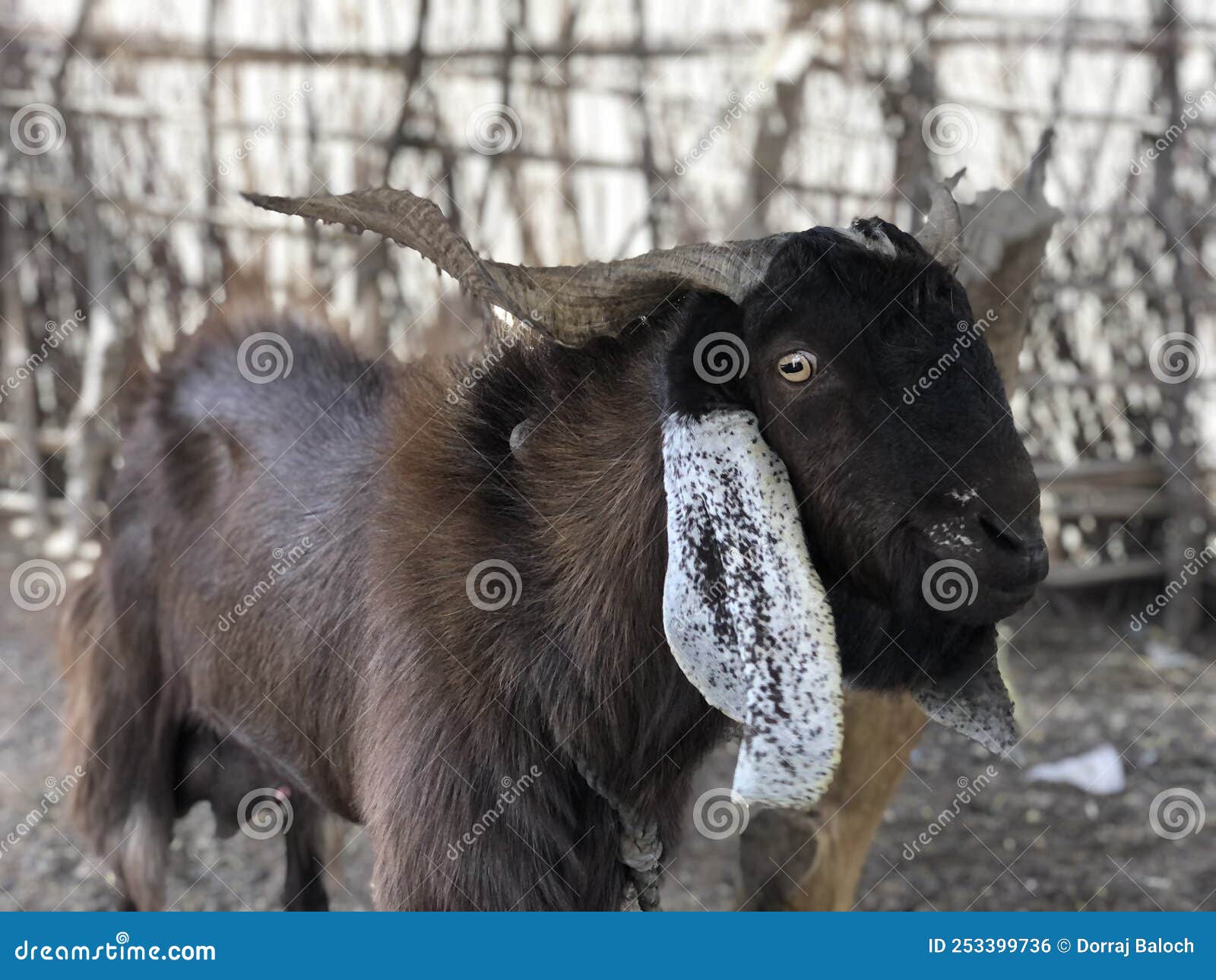 Male goat stock photo. Image of male, purpose, goat - 253399736