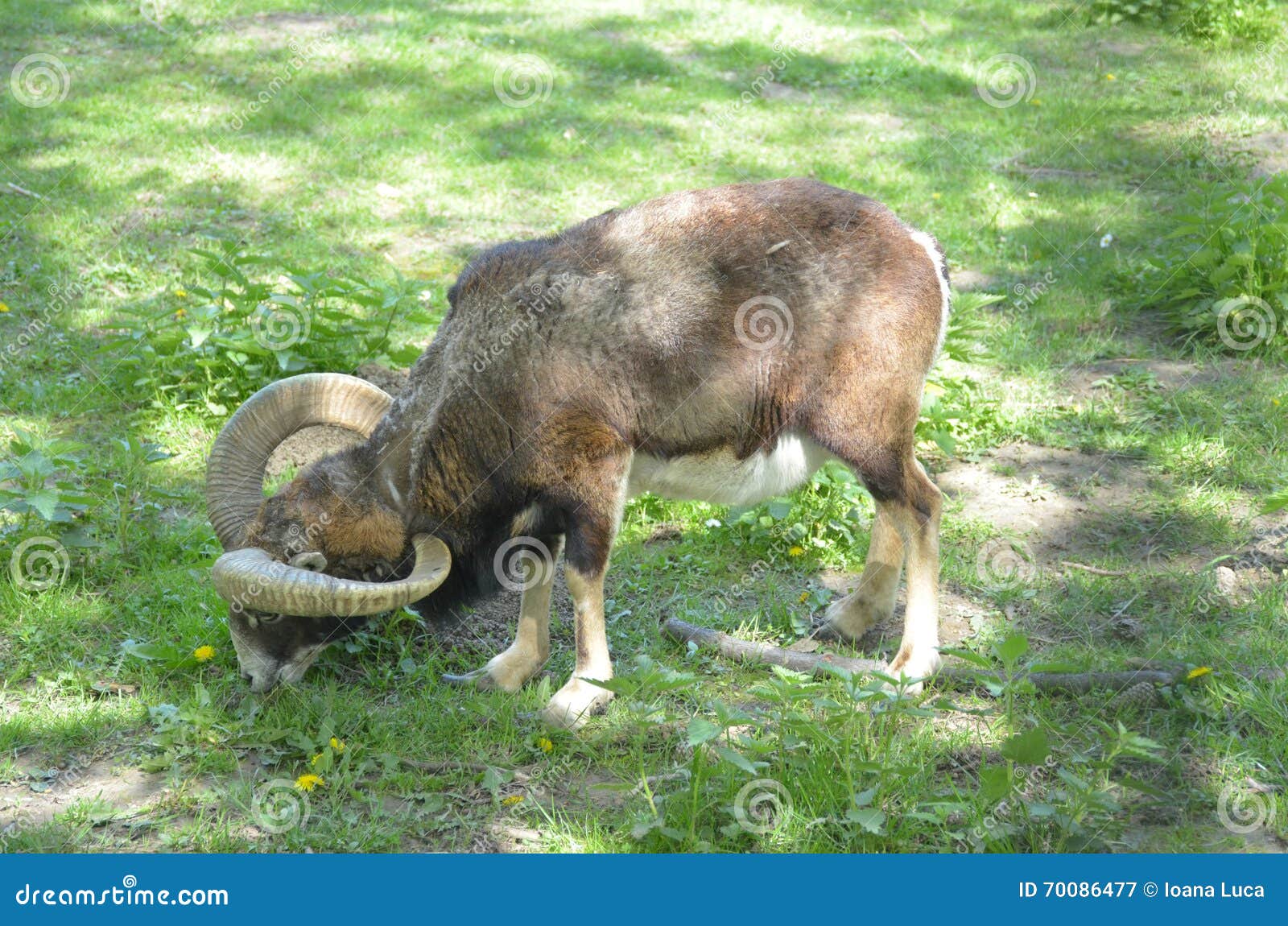 Male goat stock image. Image of curved, goat, wild, farm - 70086477