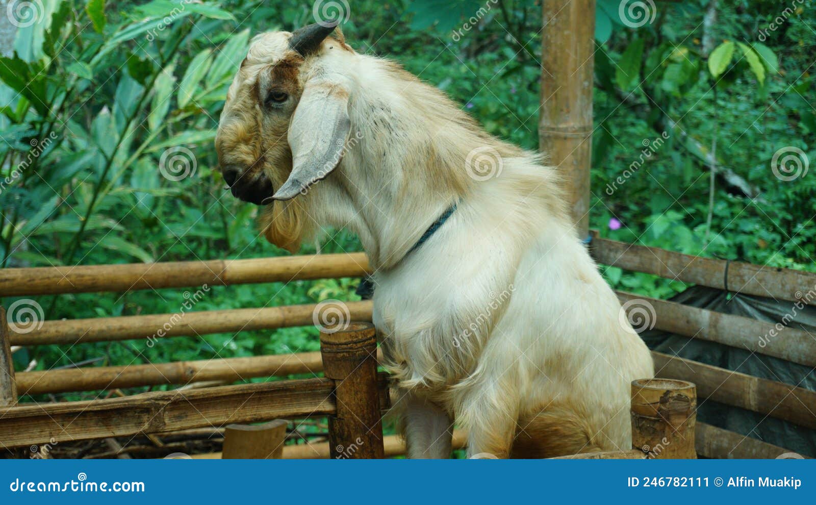 Male goat waiting for food stock image. Image of goat - 246782111