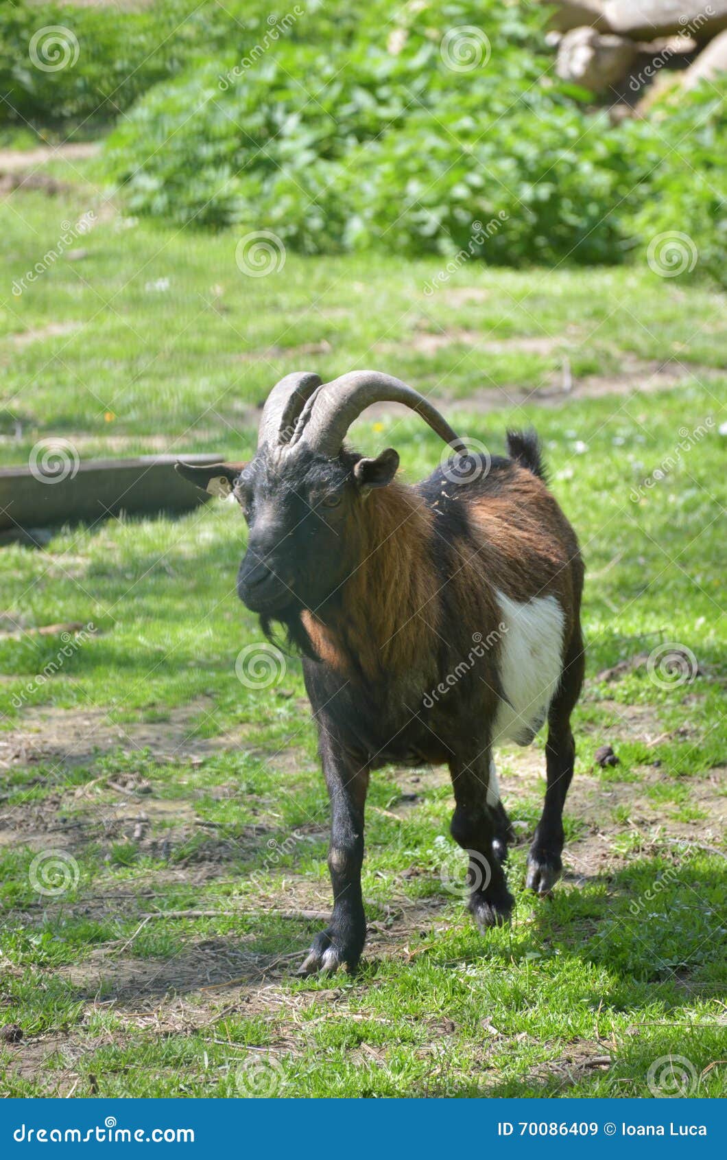 Male goat at the zoo stock image. Image of capra, portrait - 70086409