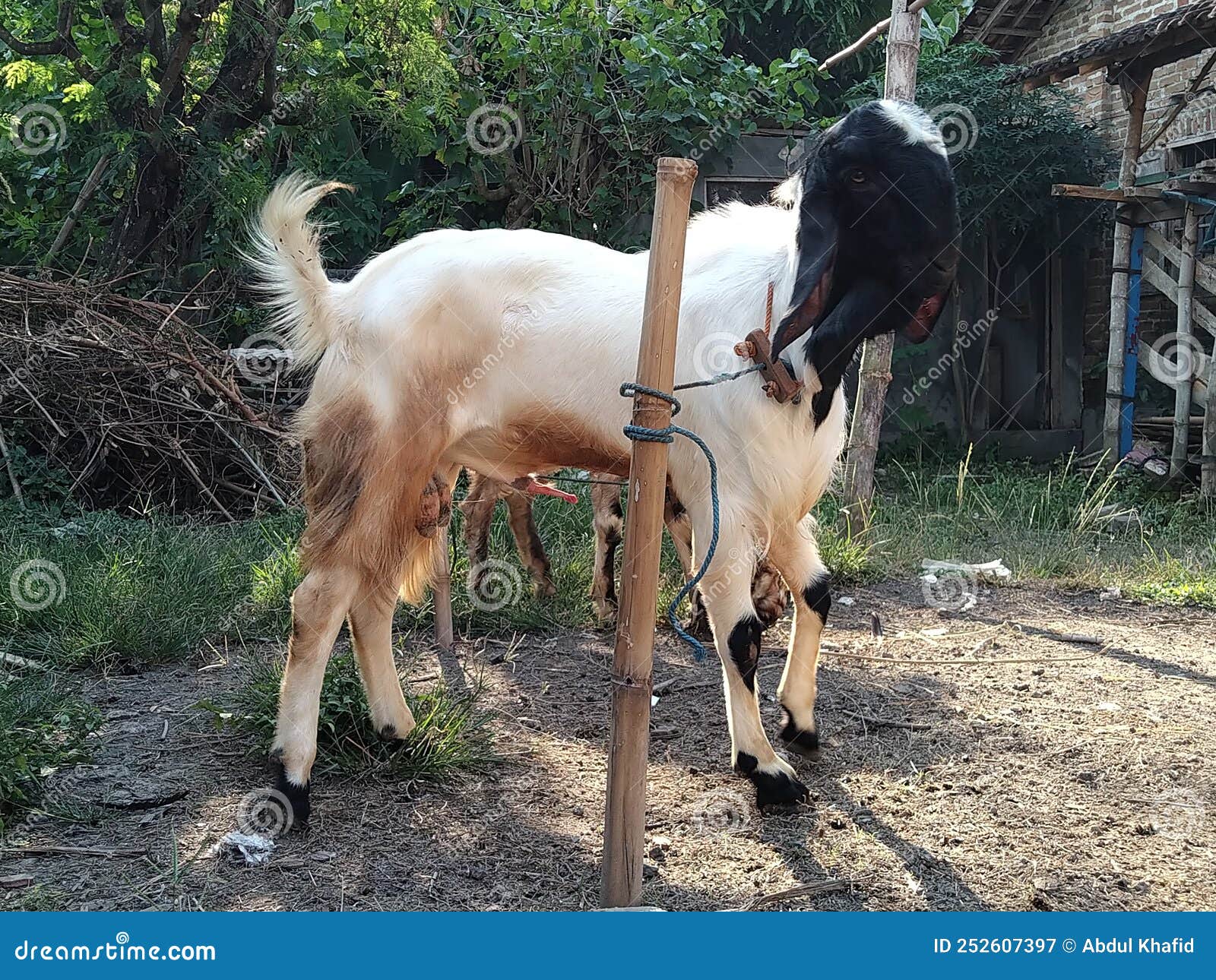 Male goat stock image. Image of slaughtered, adha, stallion - 252607397