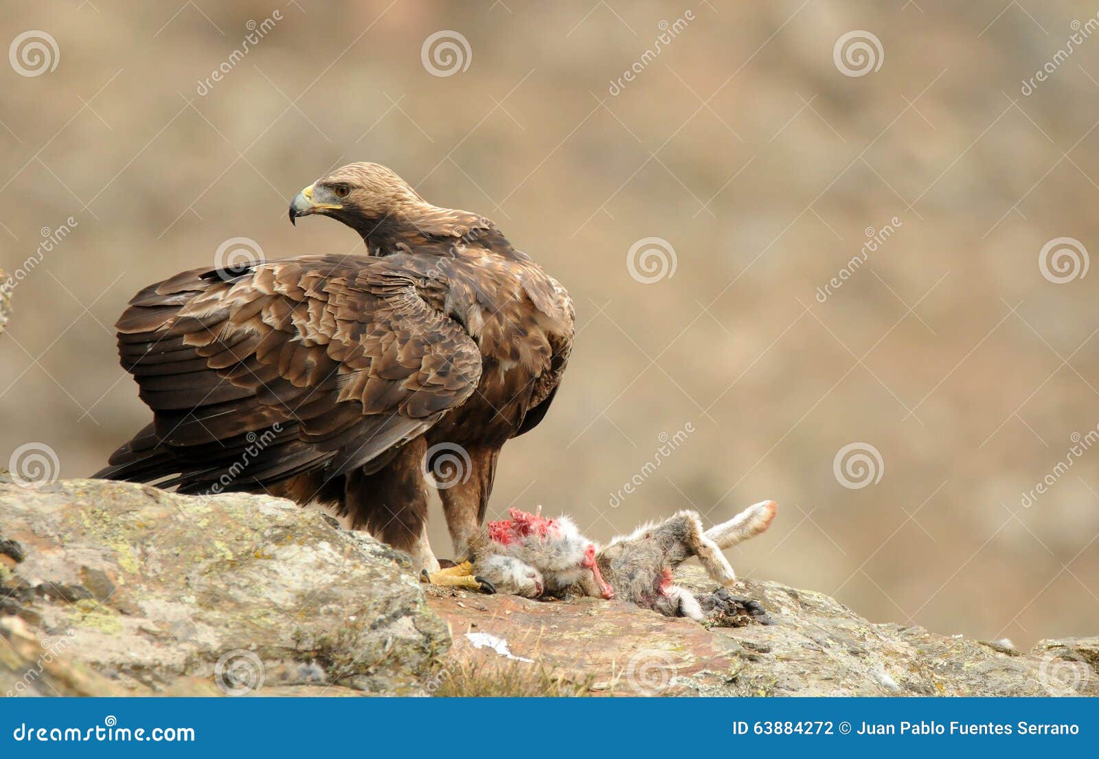 Male Golden Eagle Eating a Rabbit on the Rock Stock Photo - Image of ...