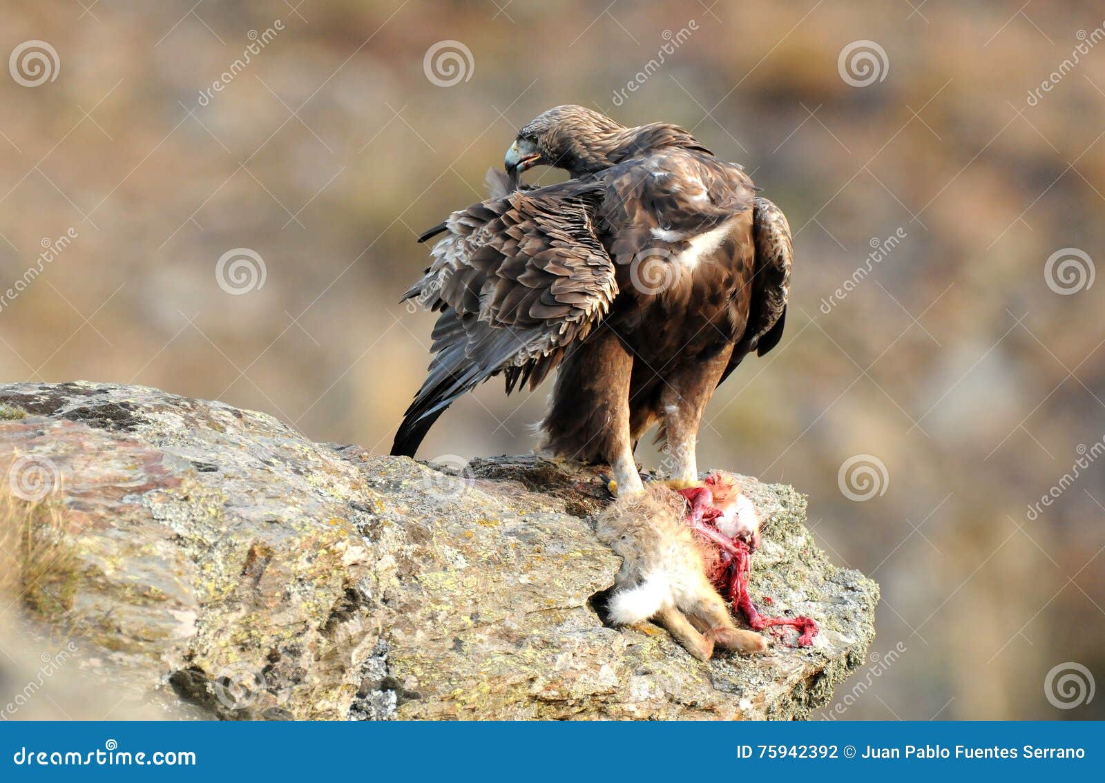 A male golden eagle stock photo. Image of biology, female - 75942392