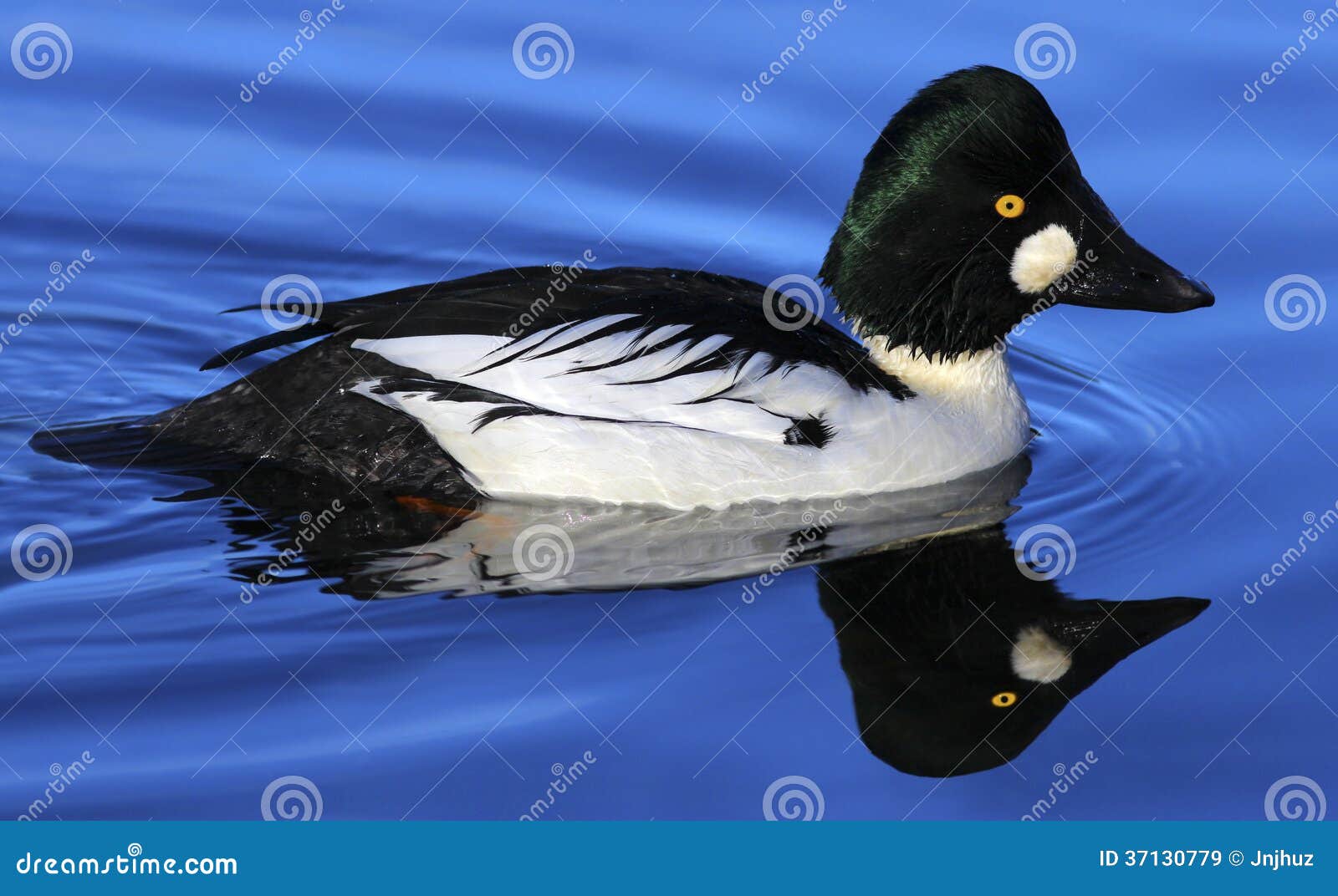 Male Goldeneye Duck stock image. Image of wildlife, common - 37130779