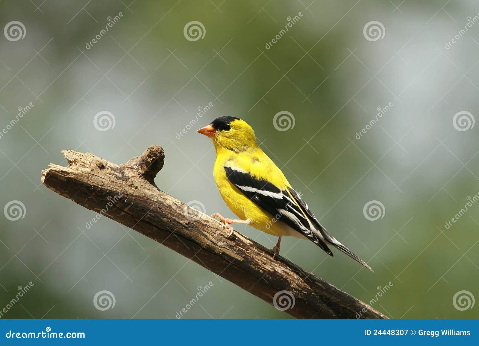 Male Goldfinch stock image. Image of male, selective - 24448307