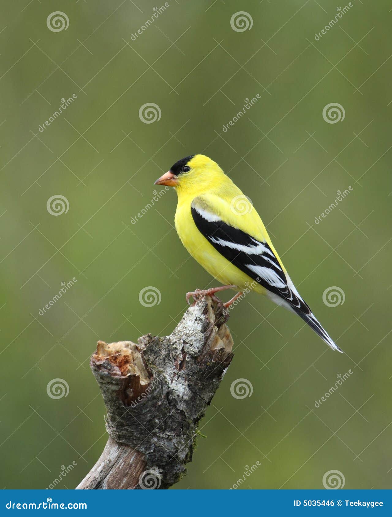 Male goldfinch stock photo. Image of yellow, wildlife - 5035446