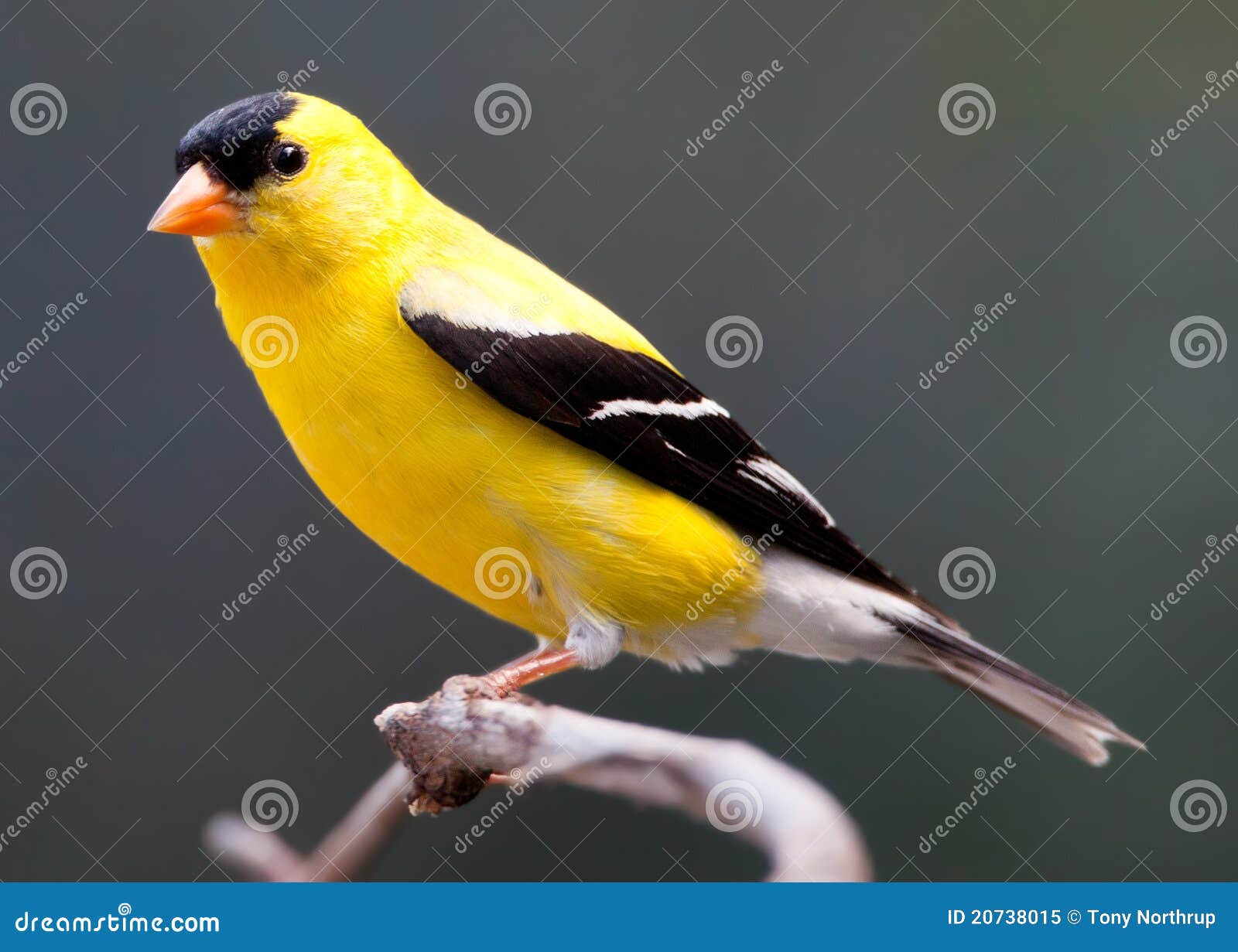 Male goldfinch perched stock image. Image of wildlife - 20738015