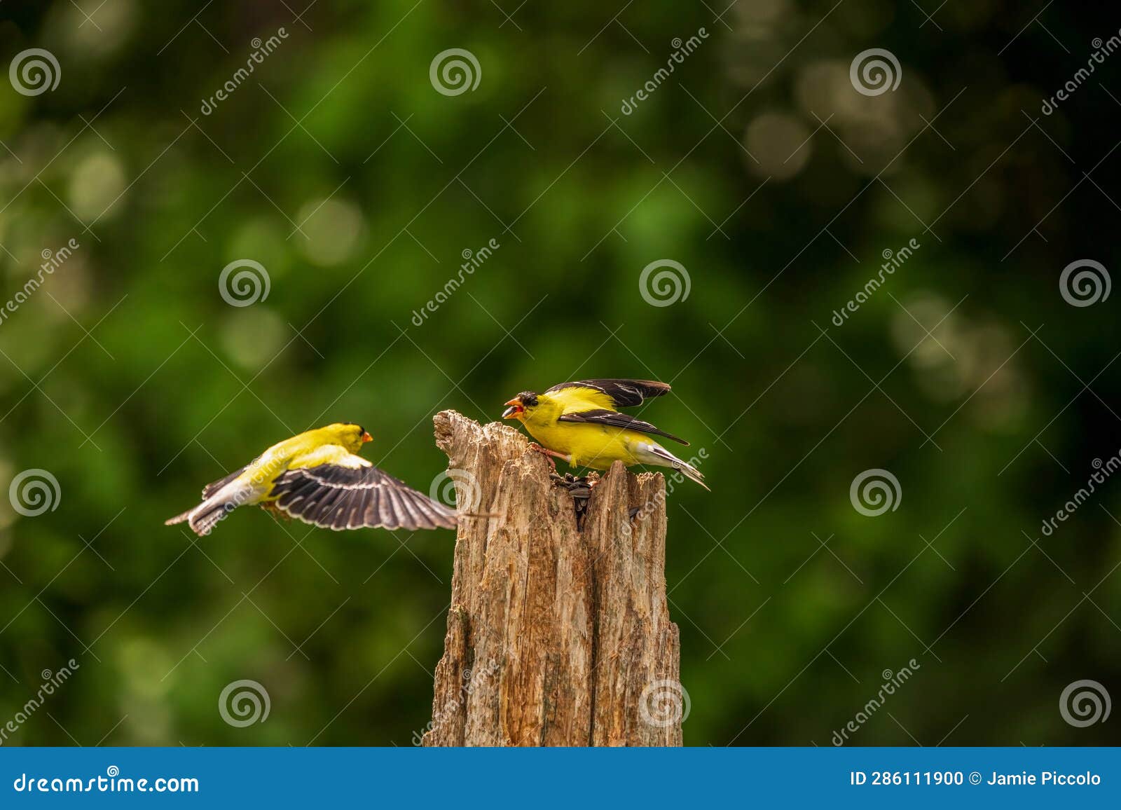 Male Goldfinches Fighting in Summer on a Post Stock Photo - Image of ...