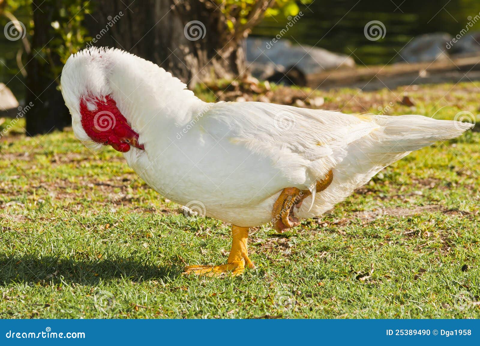 A male goose, sleeping stock photo. Image of water, white - 25389490