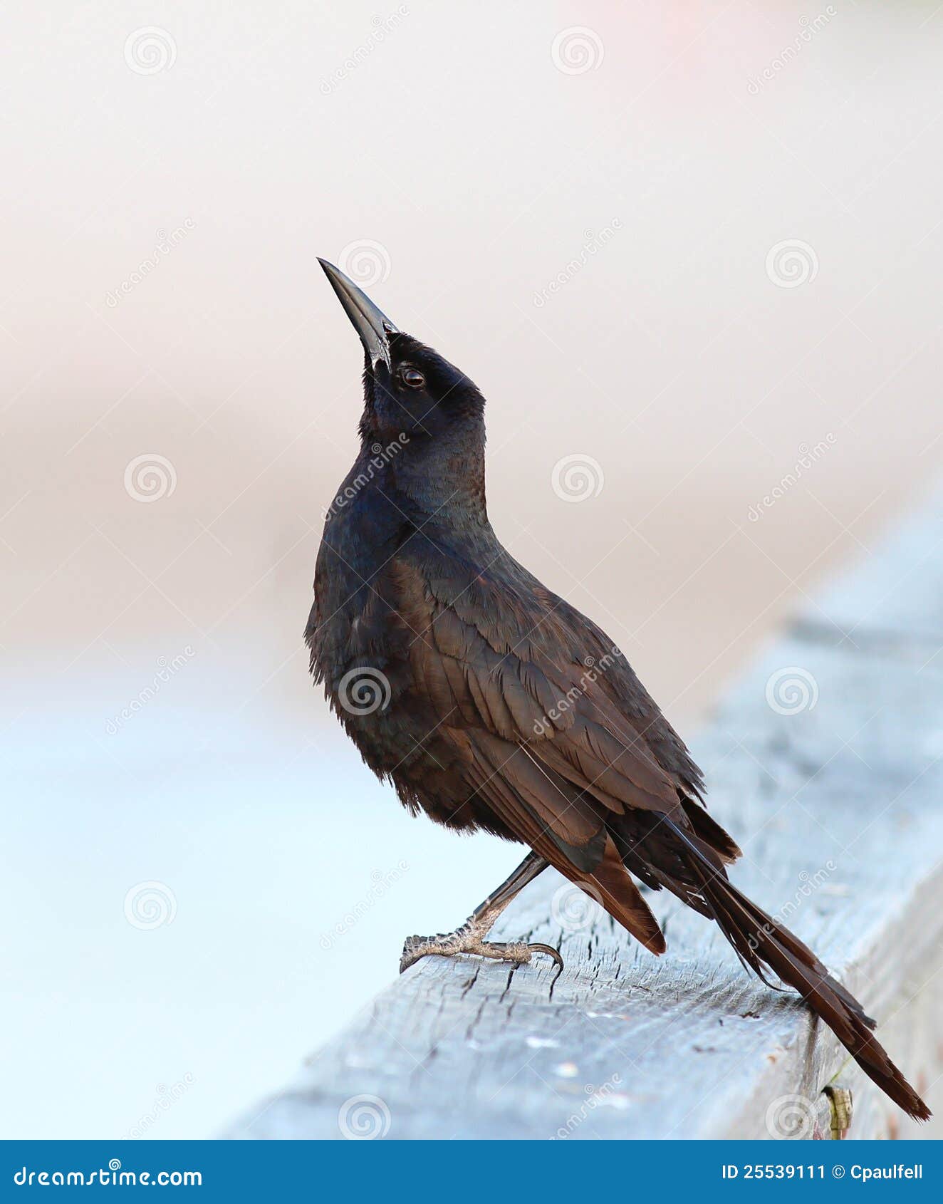Male grackle stock image. Image of beak, animal, wildlife - 25539111