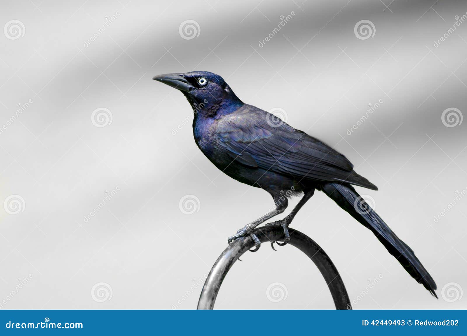 Male Grackle stock image. Image of icterid, fauna, wildlife - 42449493