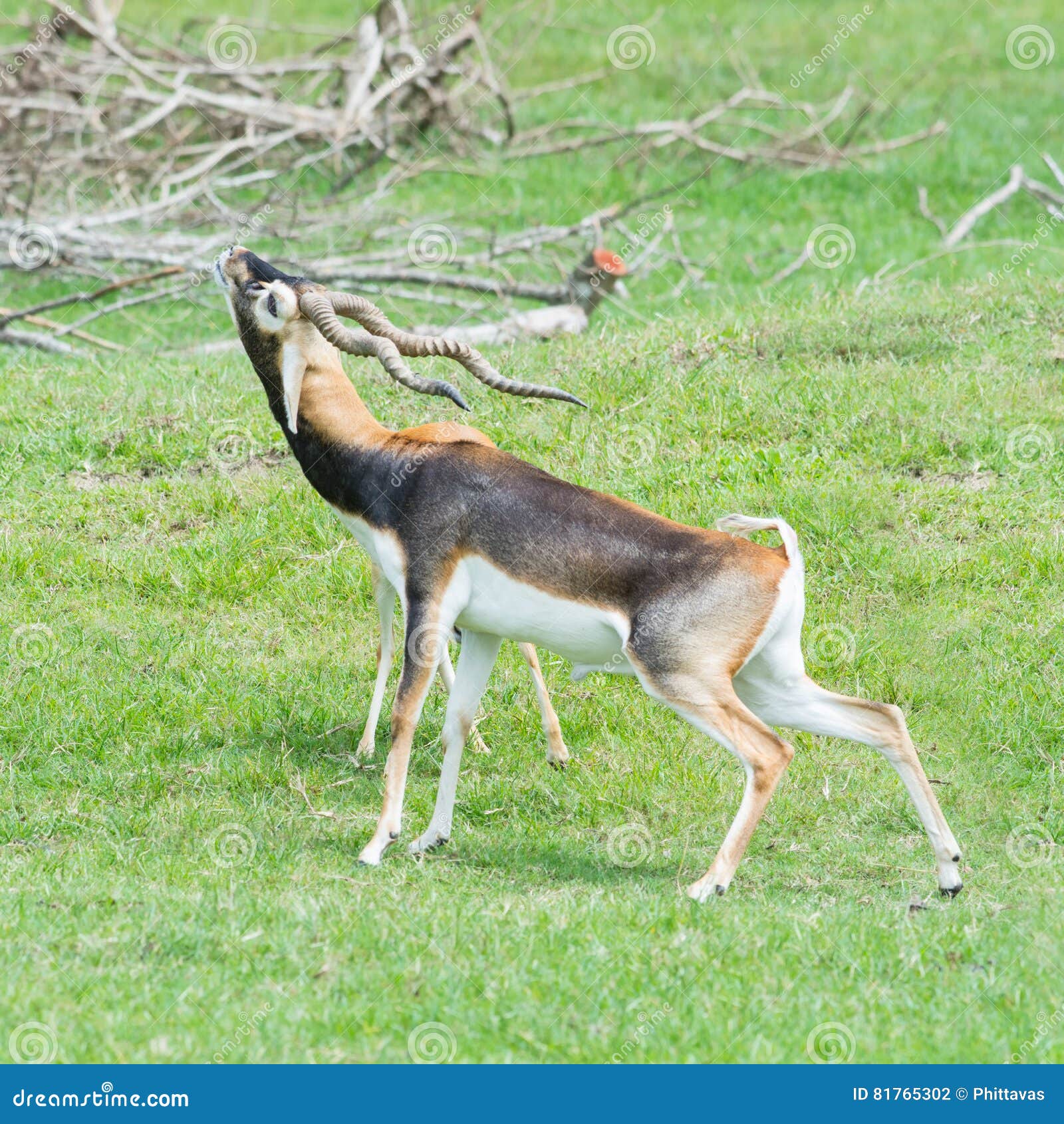 Male Grant`s Gazelles in Breeding Behavior Stock Photo - Image of ...