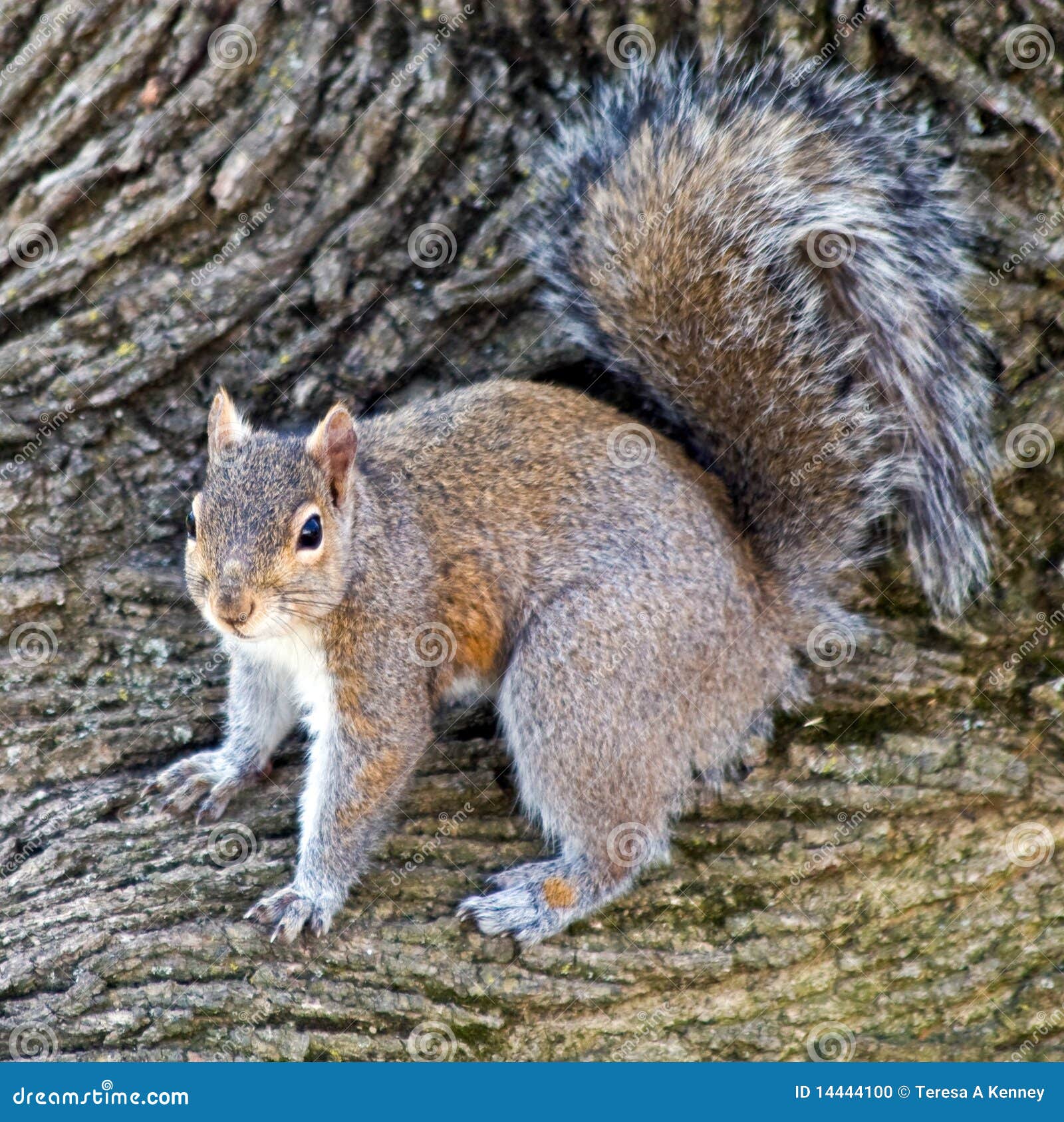 Male Gray Squirrel Stock Photo - Image: 14444100