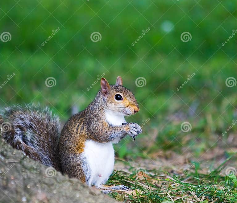 Male Gray Squirrel stock photo. Image of food, rodent - 6227844