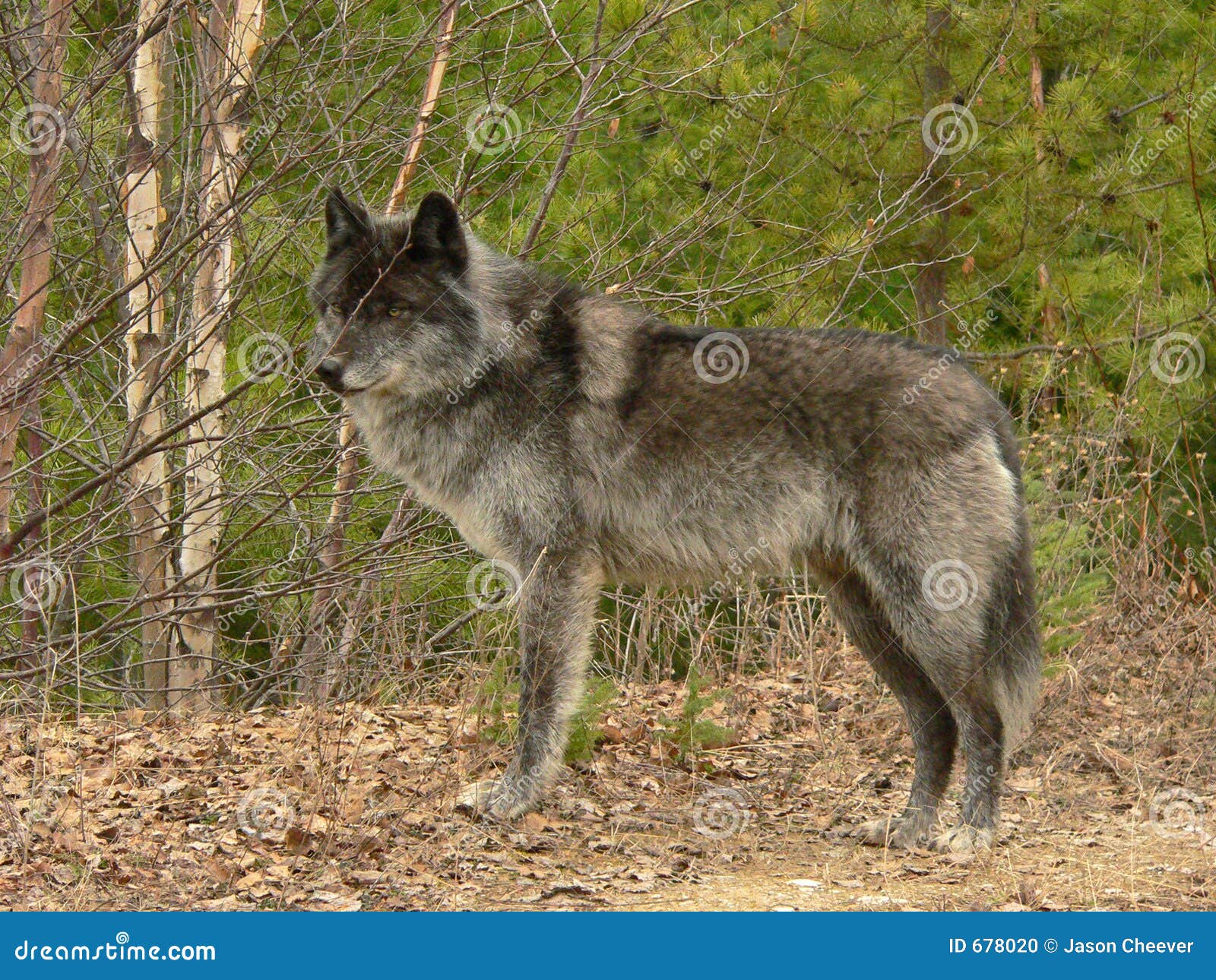 Male Gray Wolf Canis Lupus After Jumping Over A Fallen Tree Stock ...