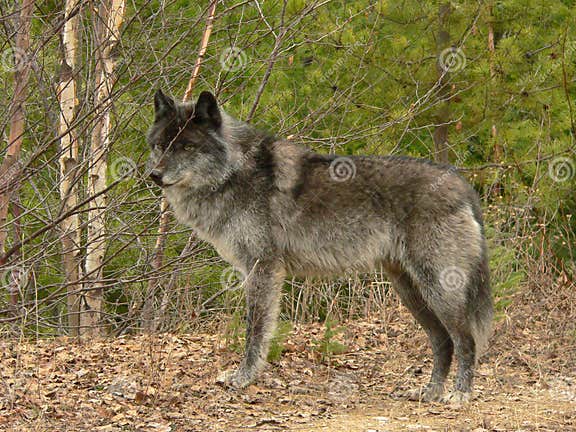 Male Gray Wolf stock photo. Image of watch, canid, powerful - 678020