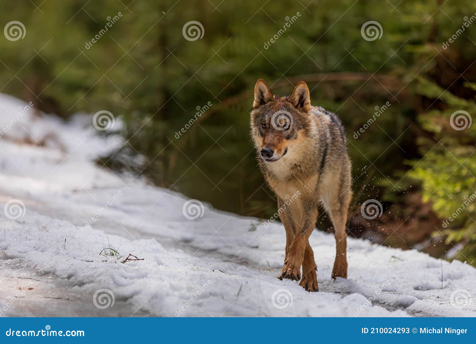 Male Gray Wolf Canis Lupus Crossing the Path in the Forest Stock Image ...