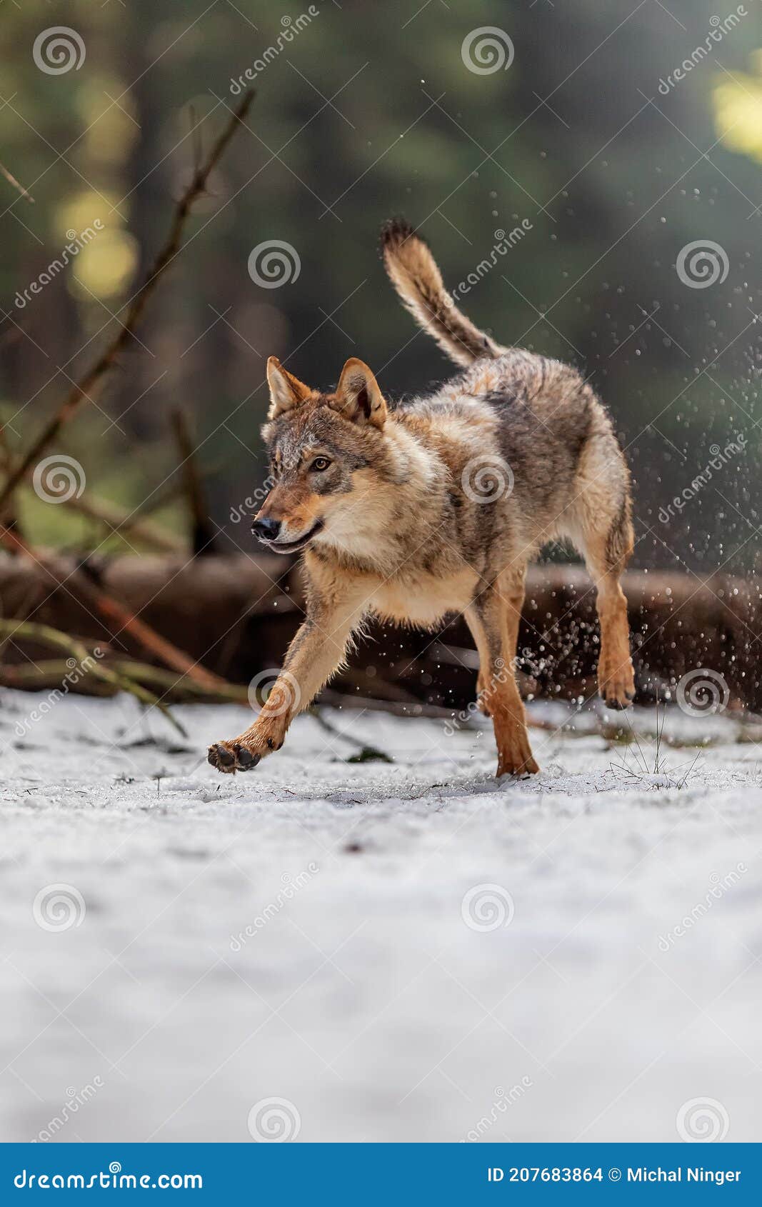 Male Gray Wolf Canis Lupus After Jumping Over A Fallen Tree Stock ...