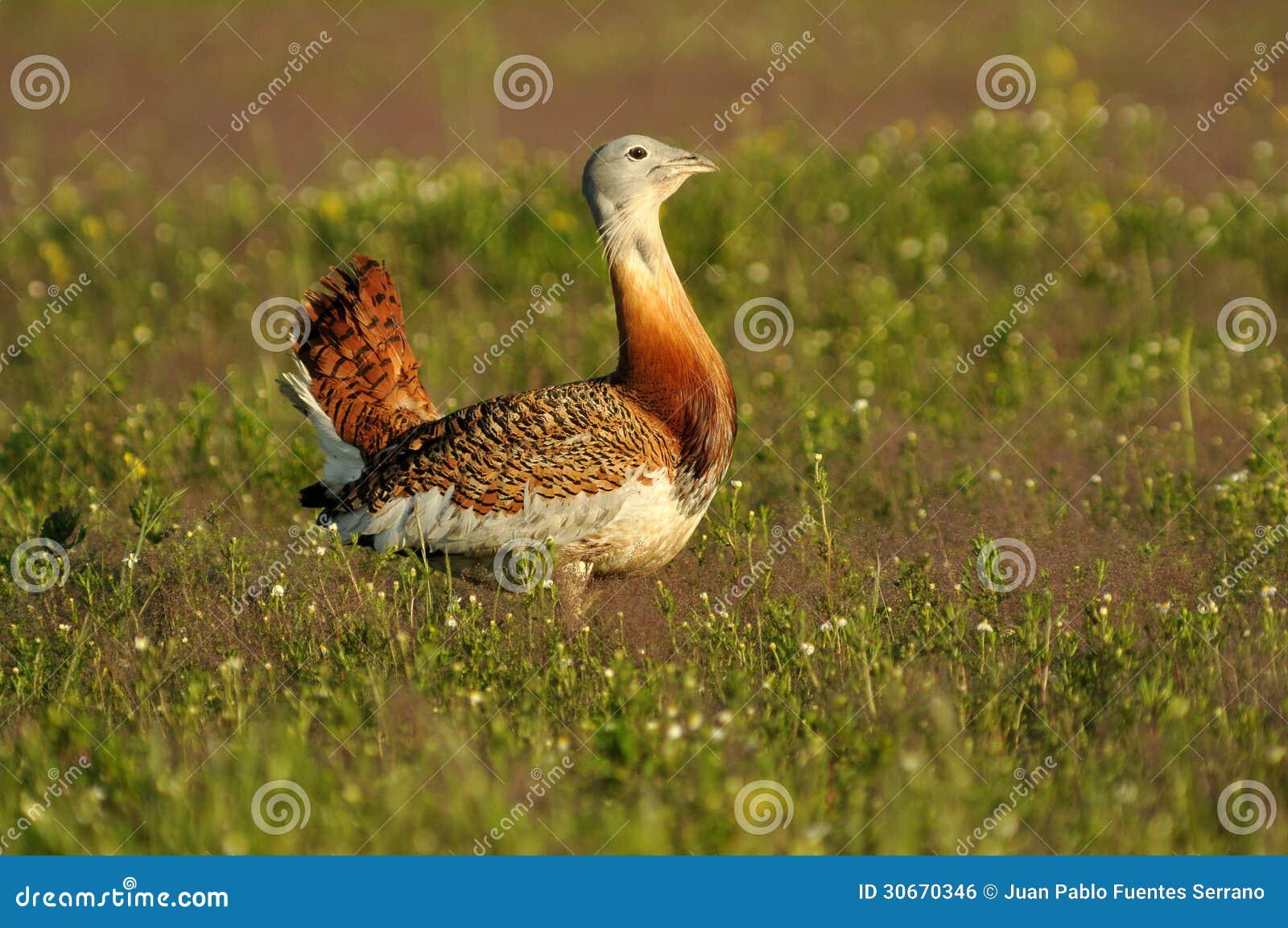 Male Great Bustard in the Countryside Stock Photo - Image of animals ...