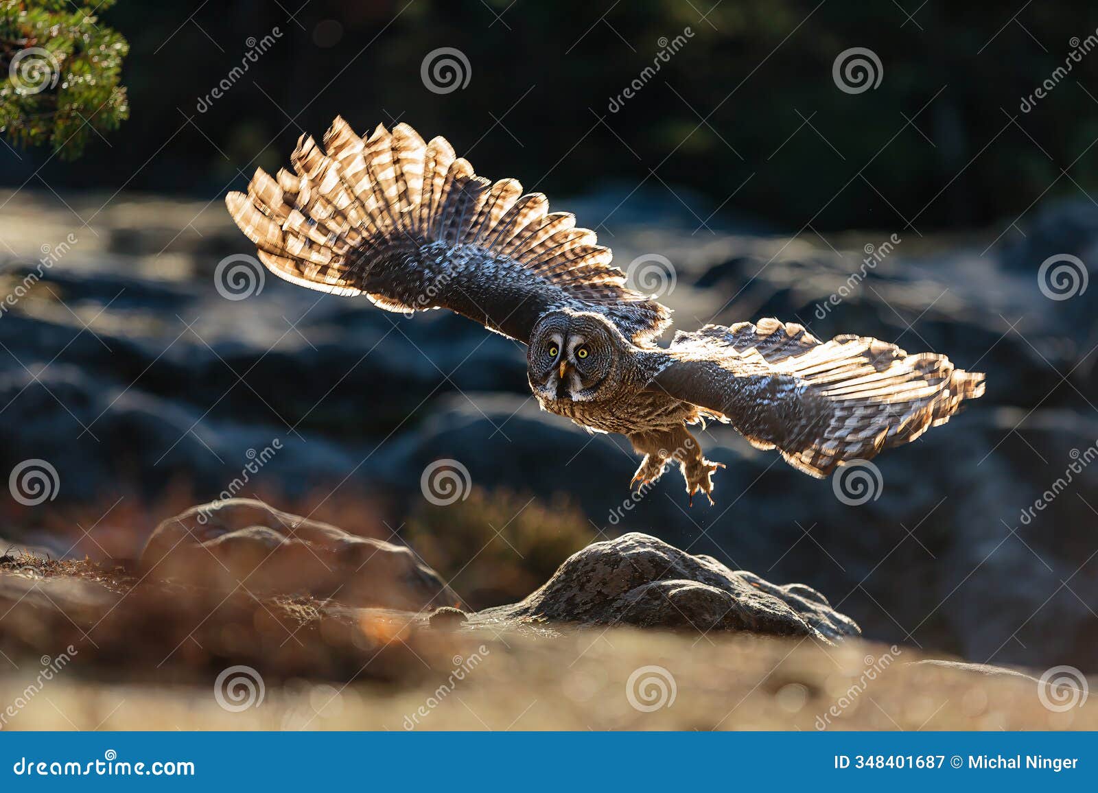 Male the Great Grey Owl (Strix Nebulosa) Flight in the Opposite Light ...