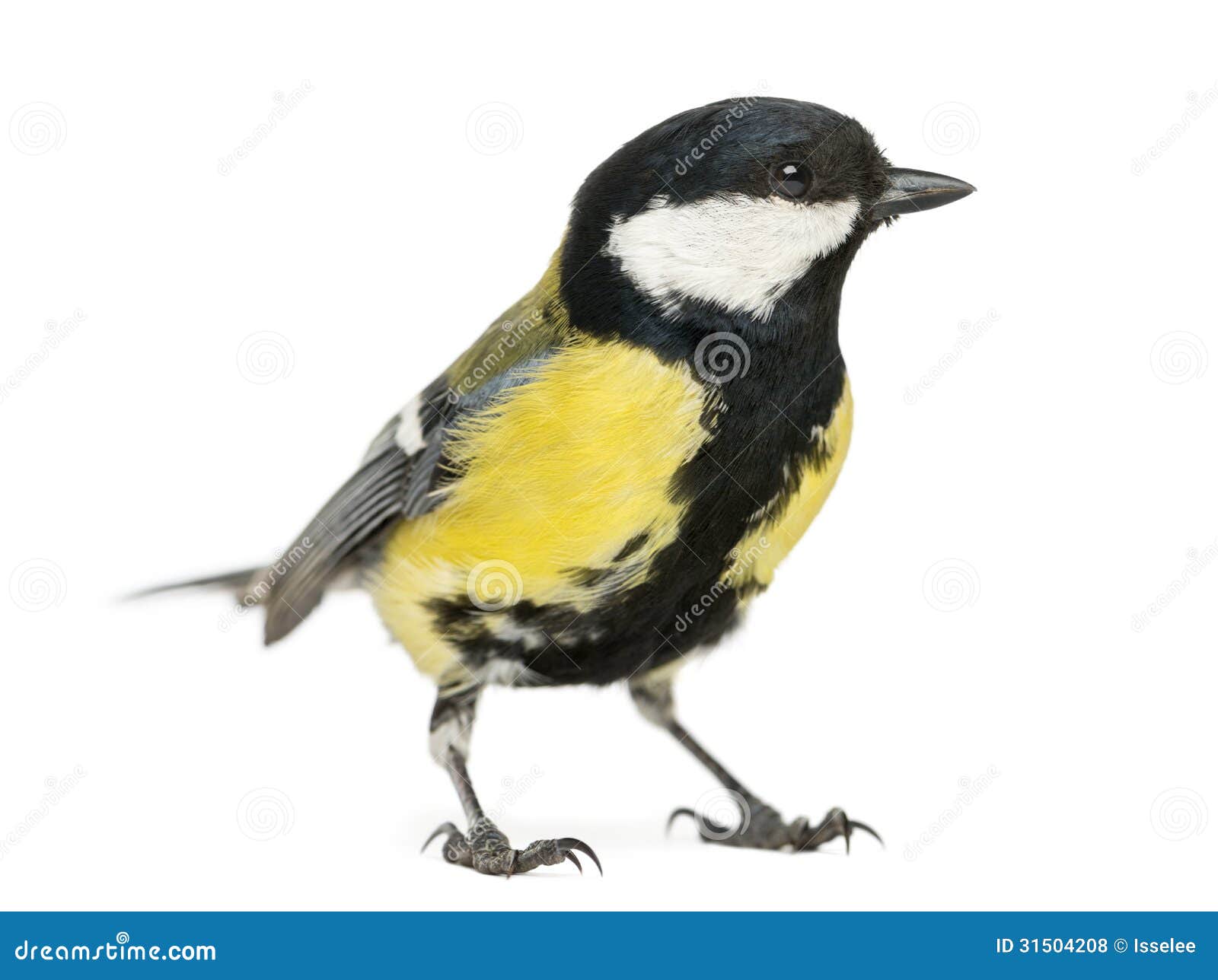 Male Great Tit, Parus Major Stock Photo - Image of wild, shot: 31504208