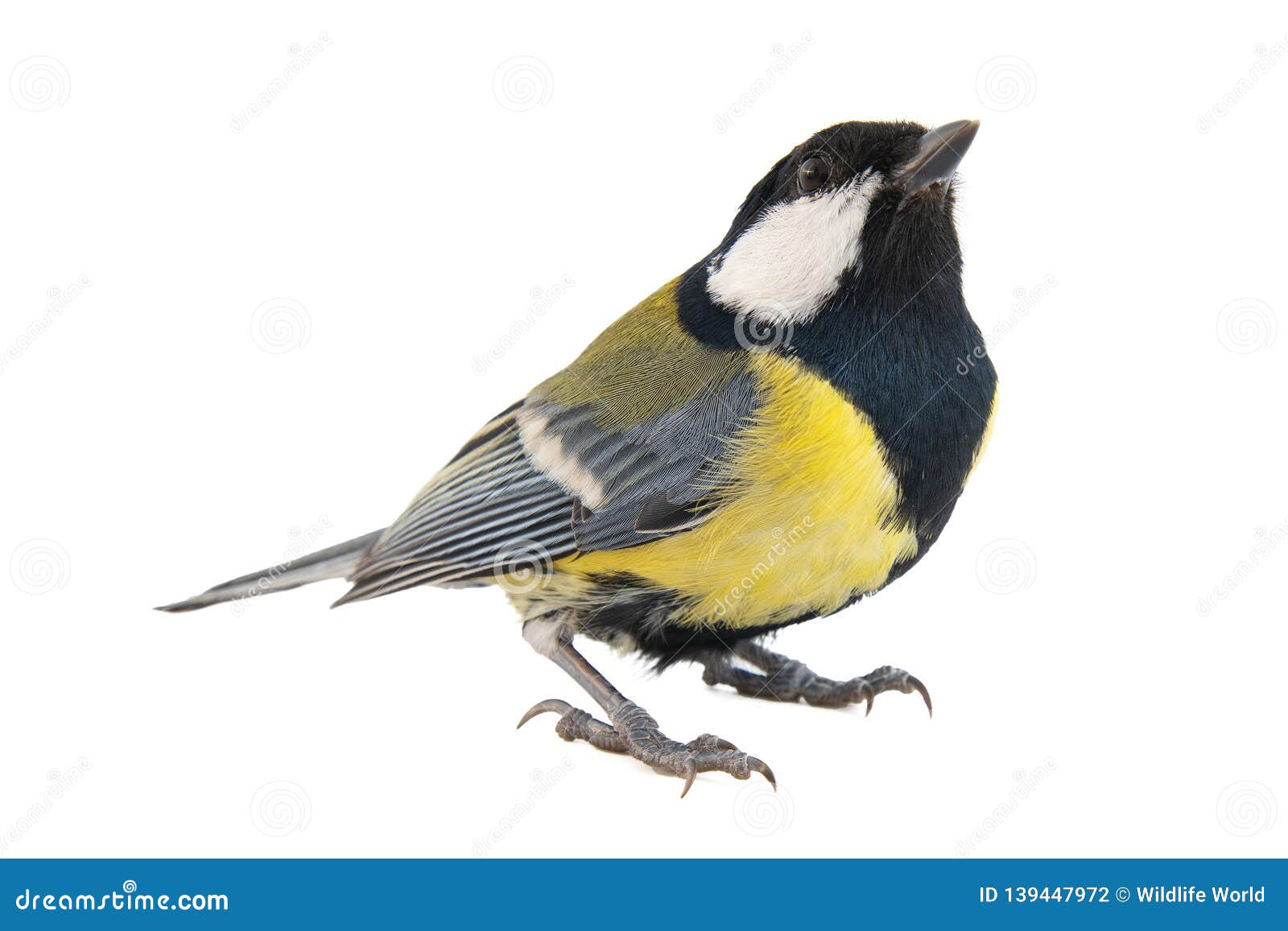 Male Great Tit, Parus Major, Isolated on White Background Stock Photo ...