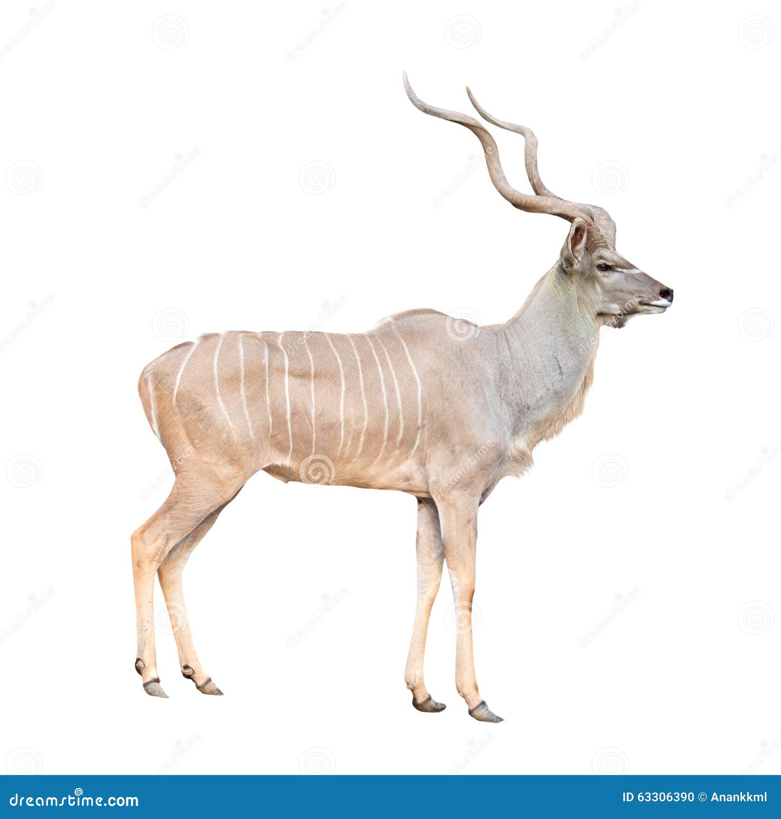 Male greater kudu isolated stock photo. Image of animal - 63306390