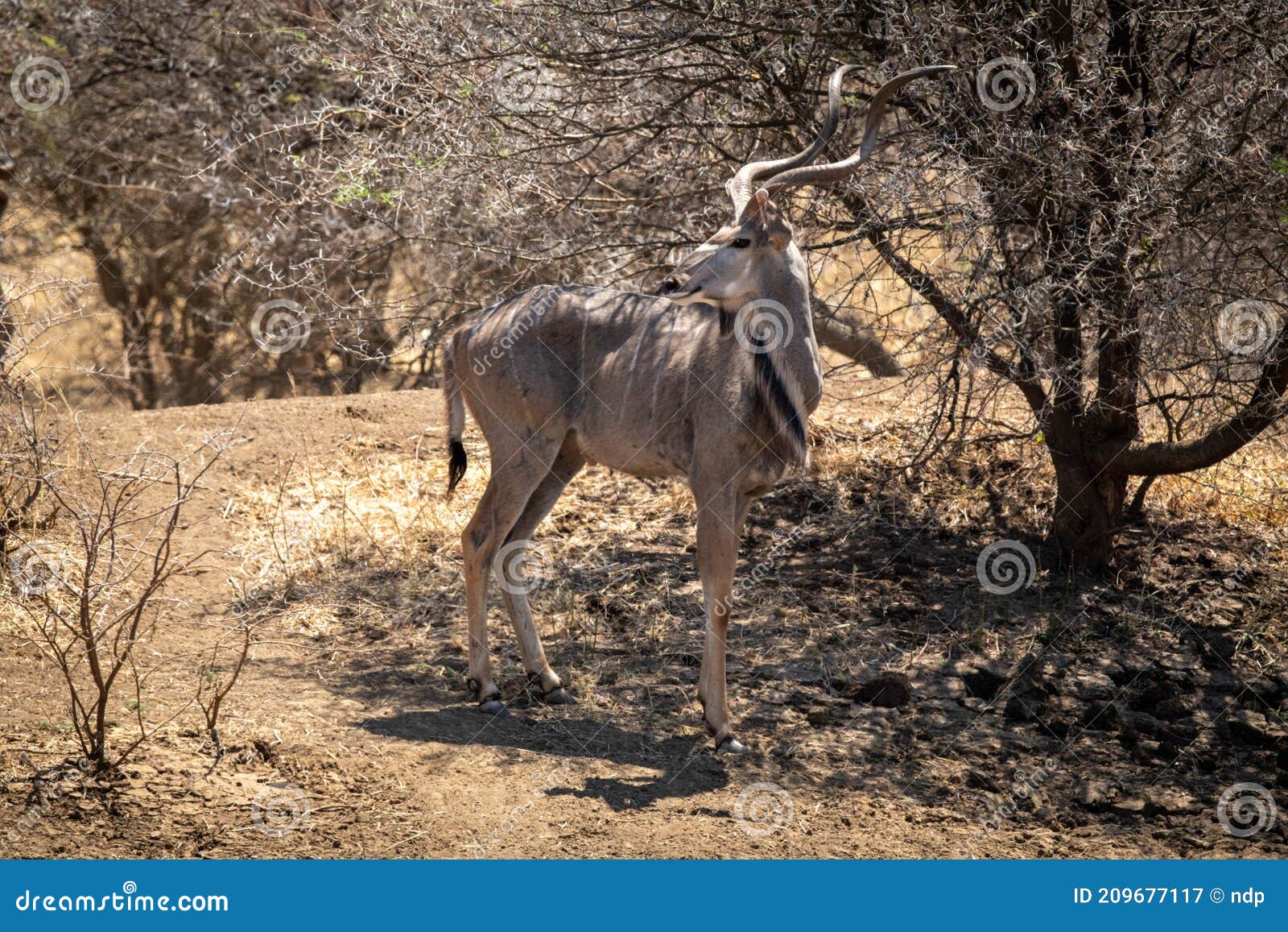 Male Greater Kudu Stands Under Bare Tree Stock Image - Image of ...