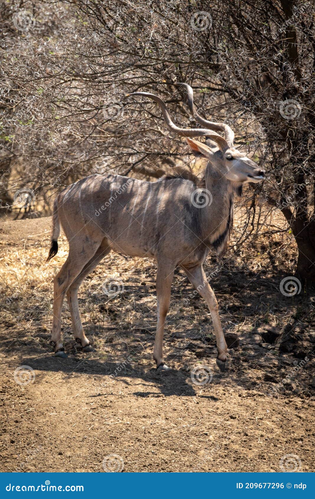 Male Greater Kudu Walks Past Bare Tree Stock Photo - Image of kudu ...