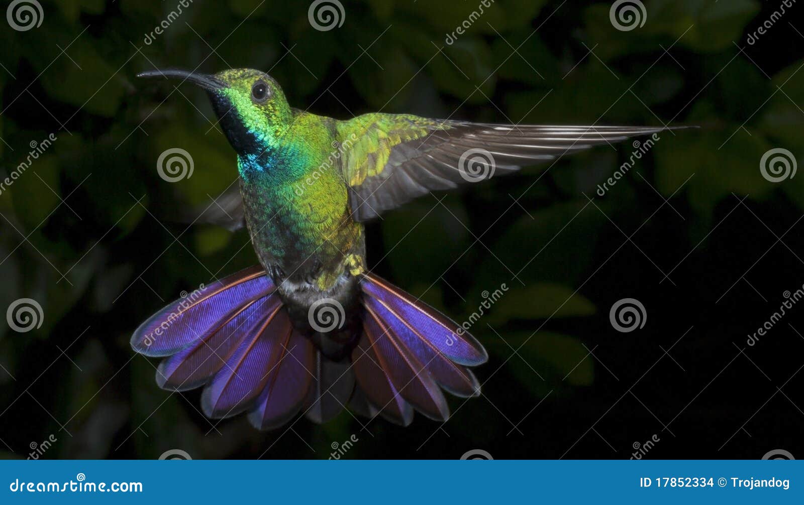 Male Green-Breasted Mango Hummingbird Stock Photo - Image of rica ...