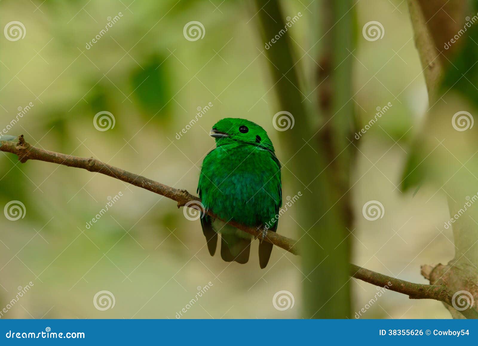 Male Green Broadbill (Calyptomena Viridis) Stock Photo - Image of ...