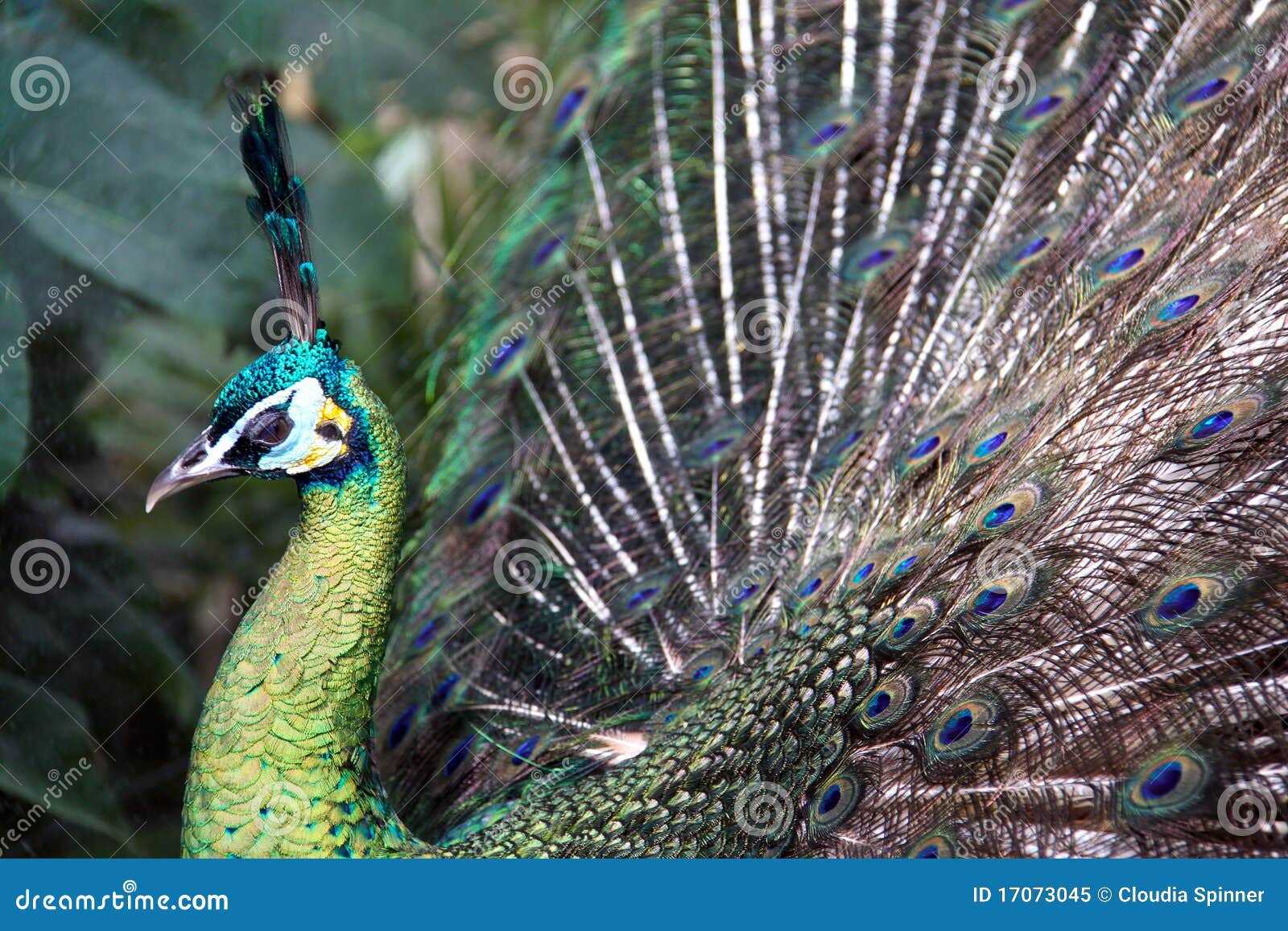 Male Green Peafowl (Peacock) Stock Image - Image of iridescence, animal ...