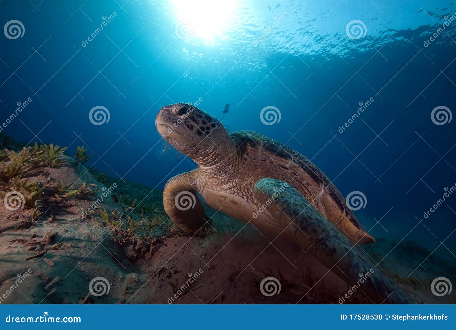 Male green turtle. stock photo. Image of animal, aquatic - 17528530