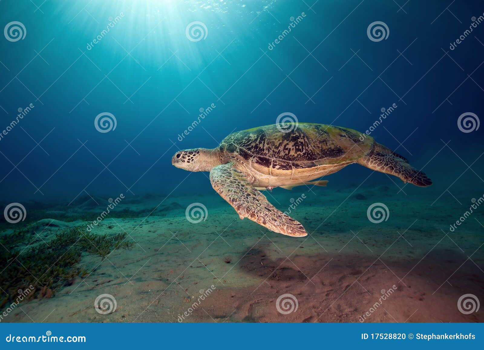 Male green turtle. stock photo. Image of colorful, fish - 17528820